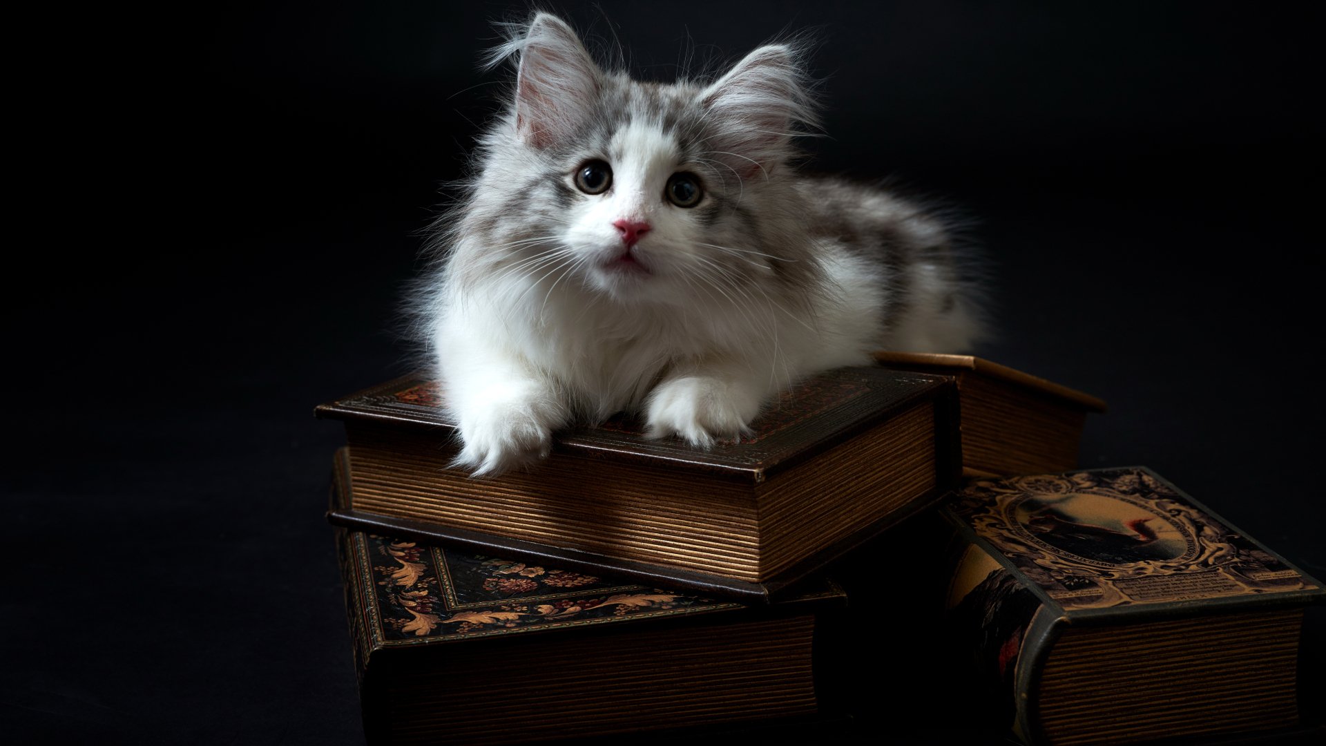 Reading Cat Wallpapers - Wallpaper Cave