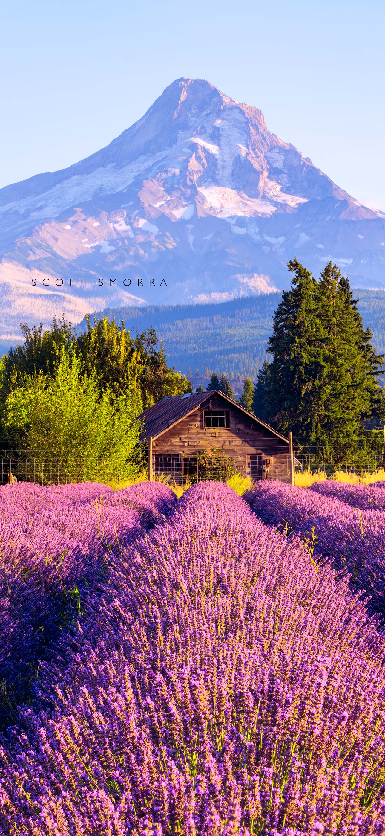 iPhone Lavender Wallpapers - Wallpaper Cave