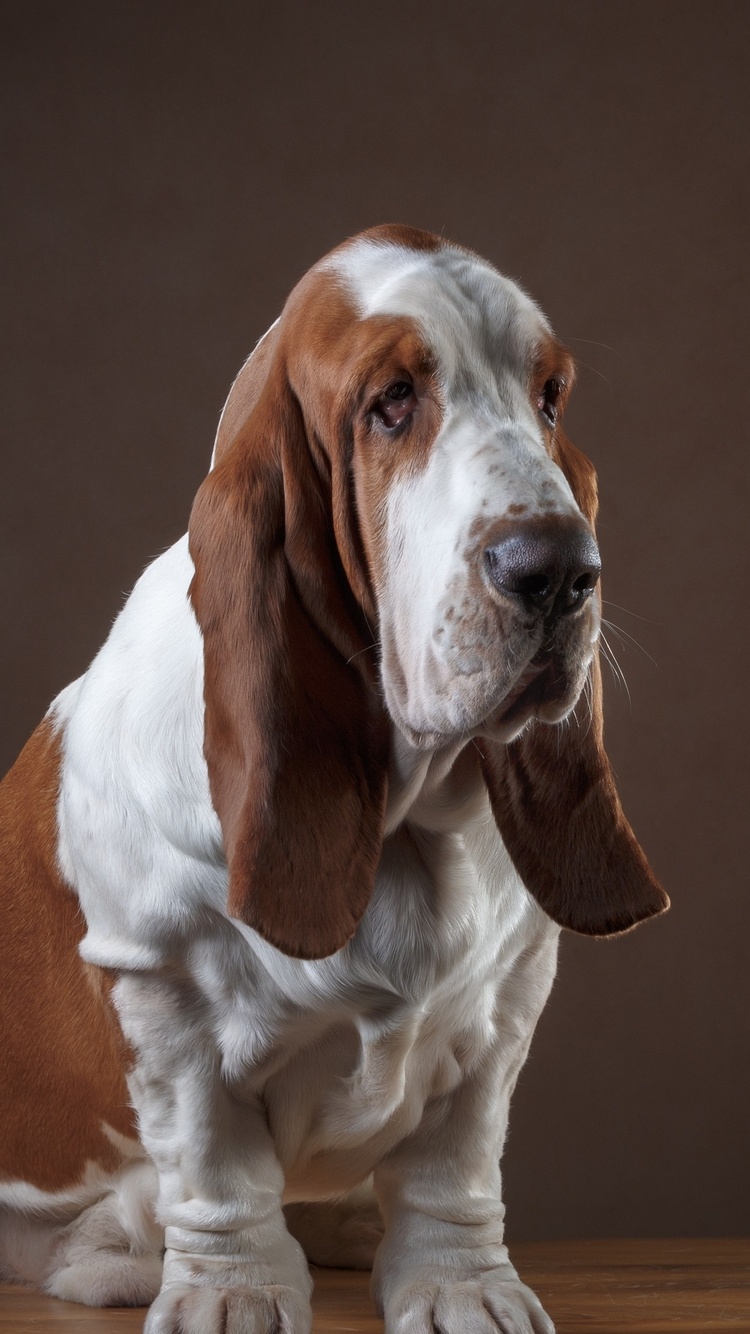 iPhone Basset Hounds Wallpapers - Wallpaper Cave
