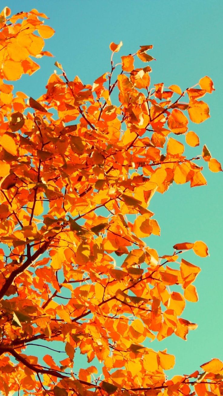 Cute Fall Phone Wallpapers - Wallpaper Cave