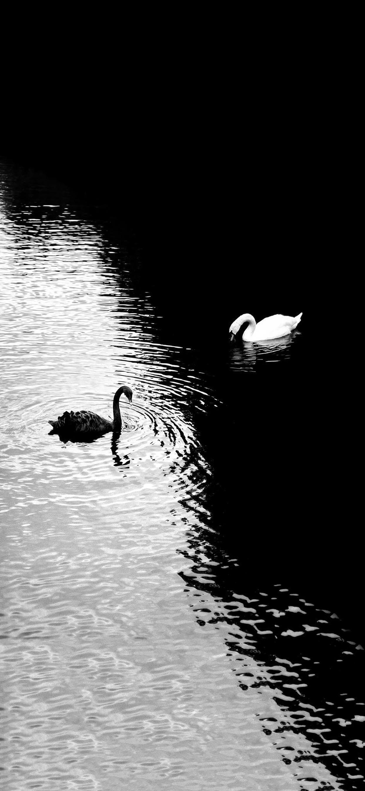 White And Black Swan Wallpapers - Wallpaper Cave