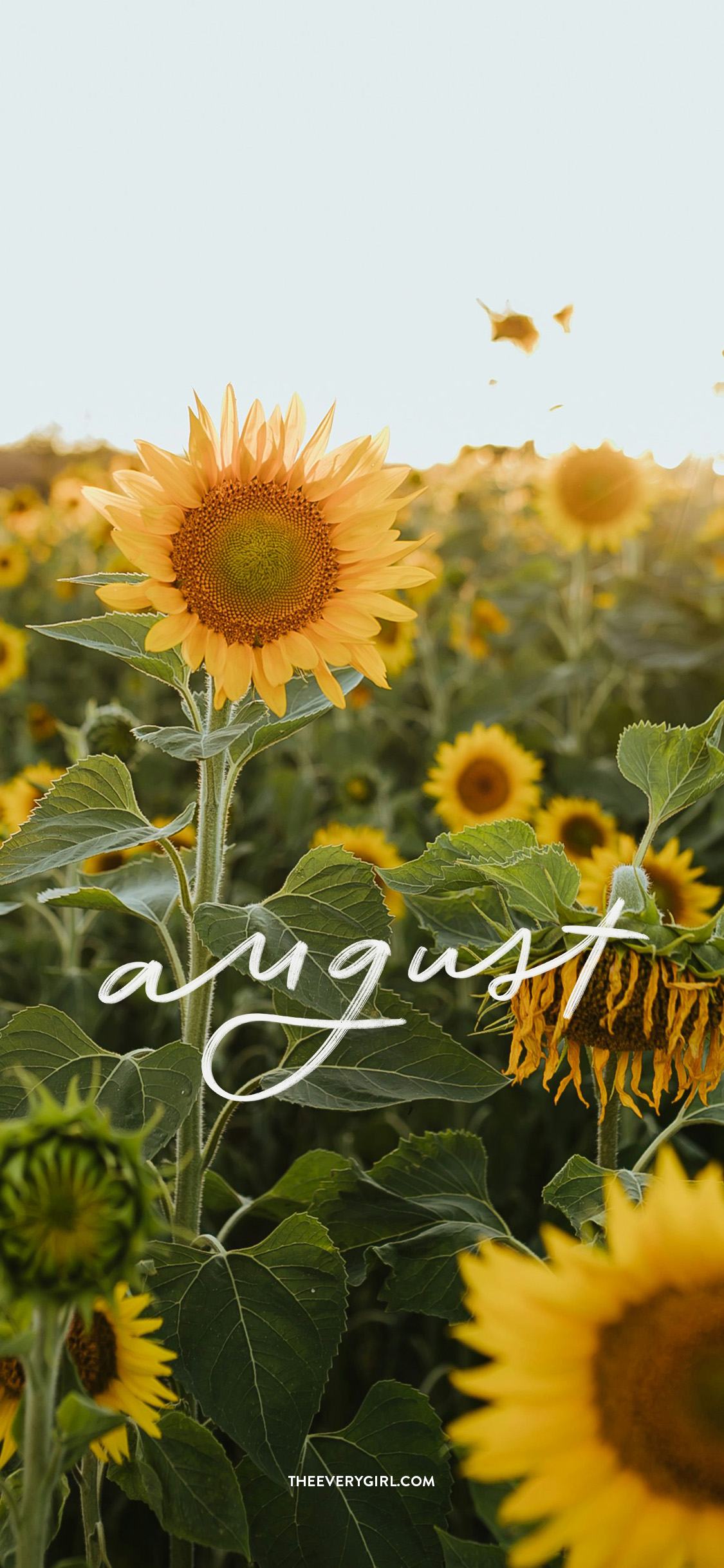 Aesthetic August Wallpapers - Wallpaper Cave