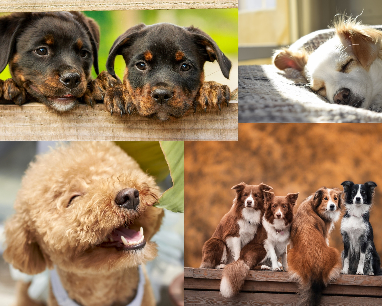 Dogs Collage Wallpapers - Wallpaper Cave