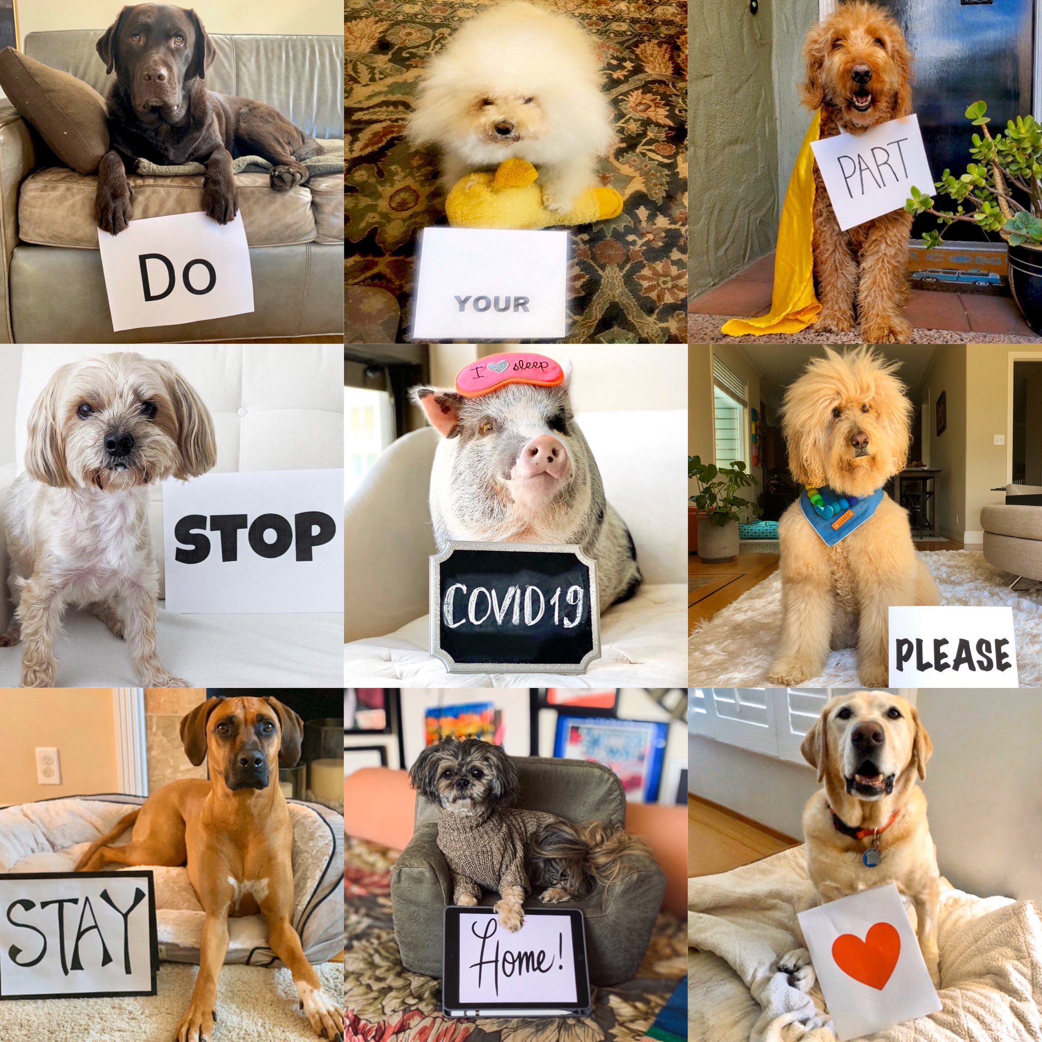 Dogs Collage Wallpapers - Wallpaper Cave