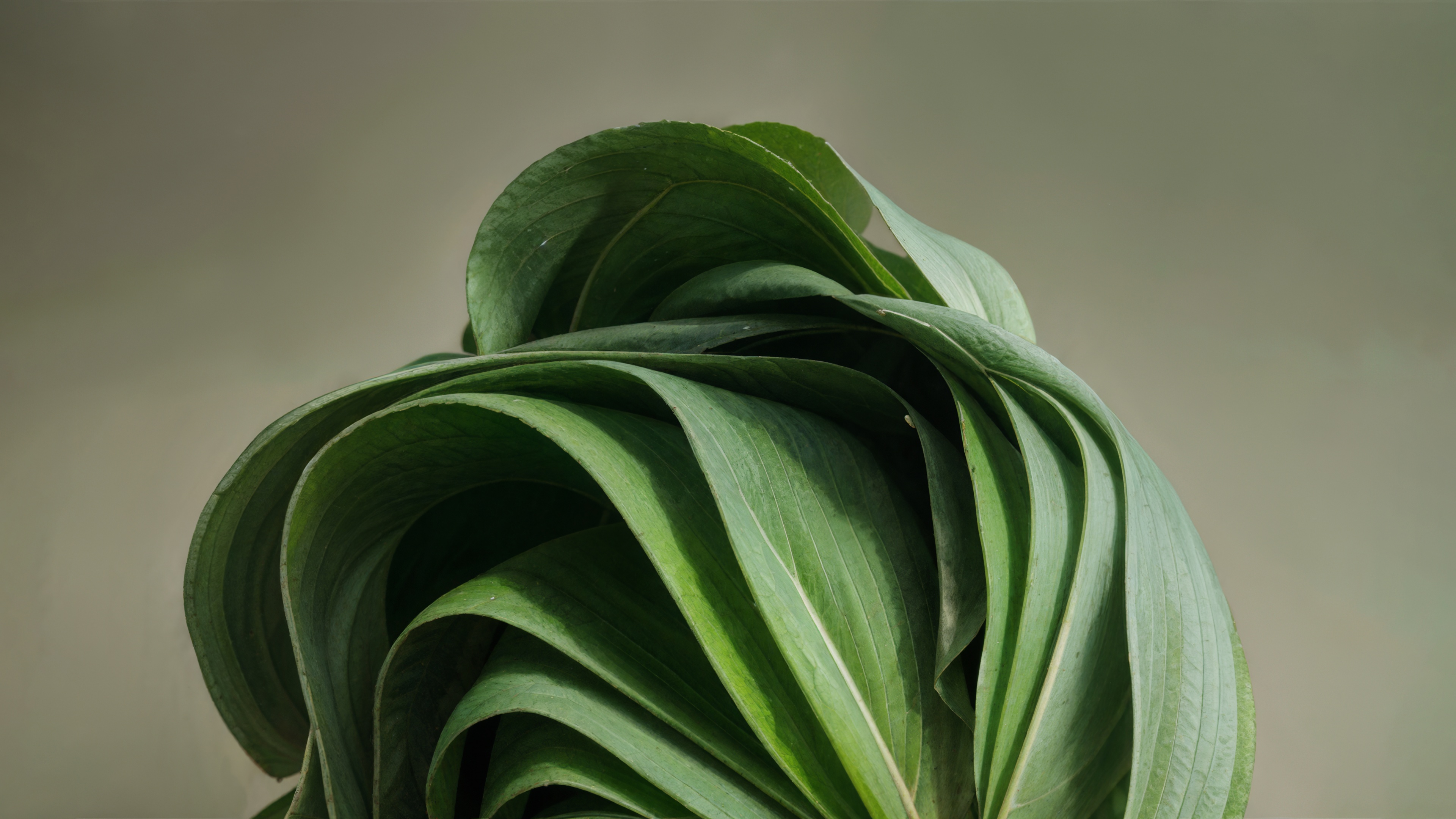 Green Windows 11 Wallpapers - Wallpaper Cave