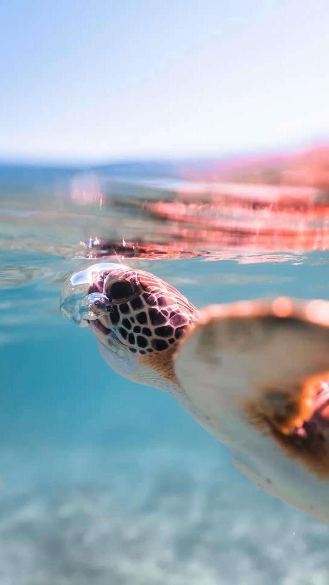 Summer Sea Turtle Wallpapers - Wallpaper Cave