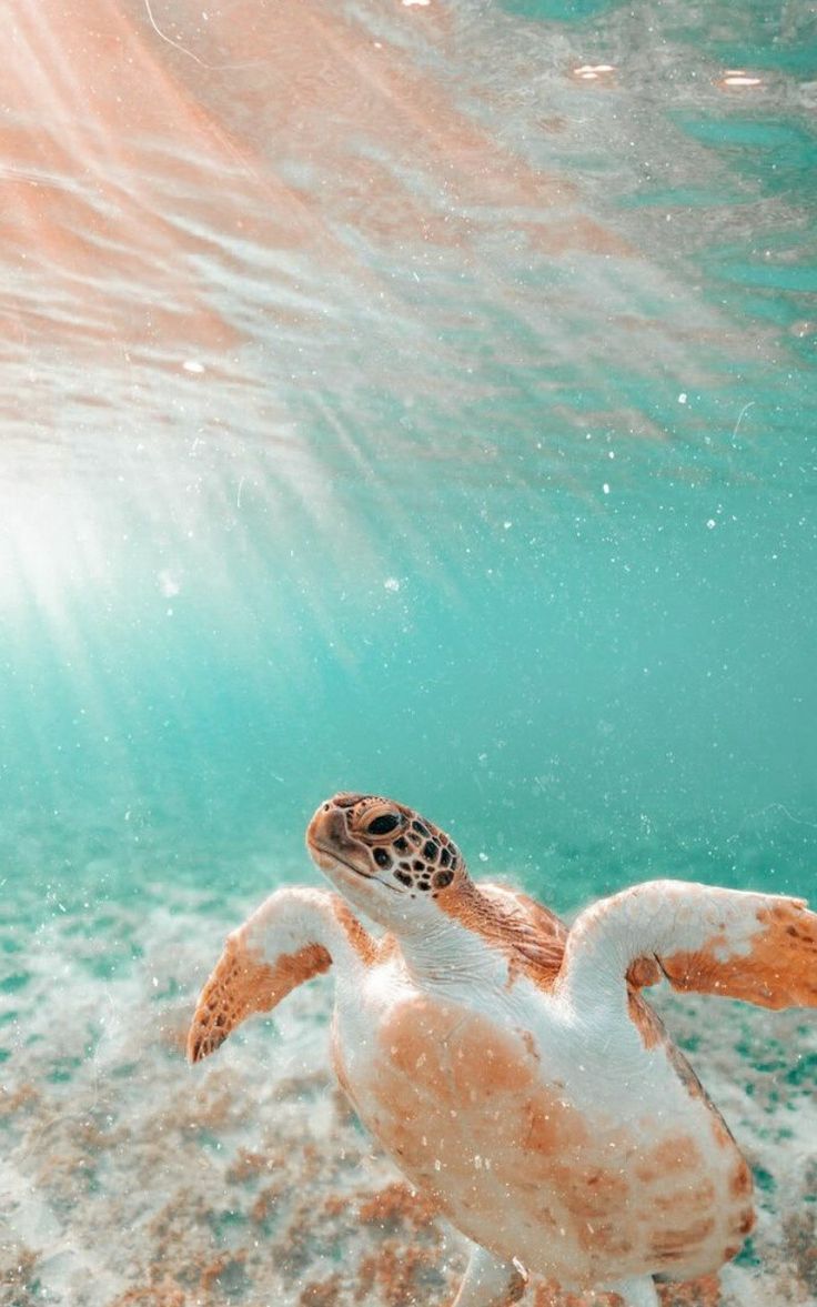 Summer Sea Turtle Wallpapers - Wallpaper Cave