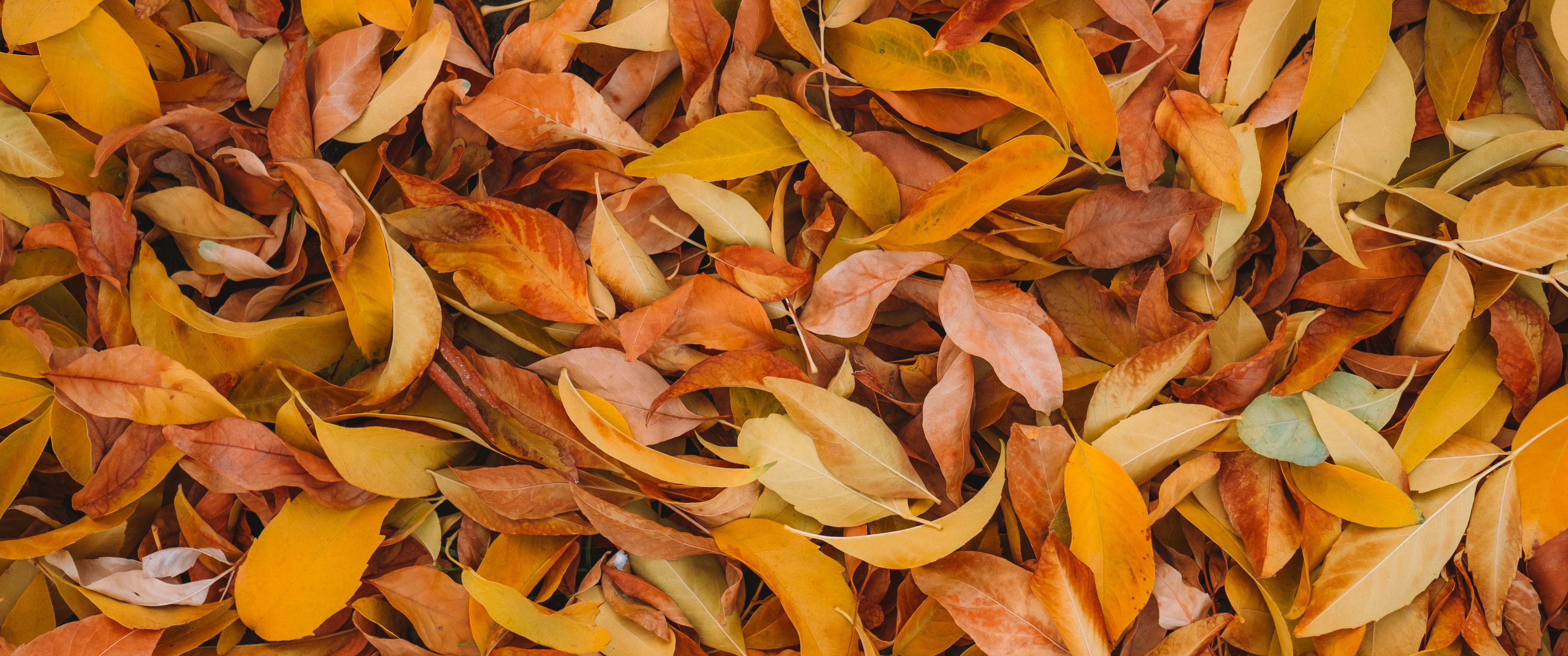 Brown Autumn Desktop 3440x1440 Wallpapers - Wallpaper Cave