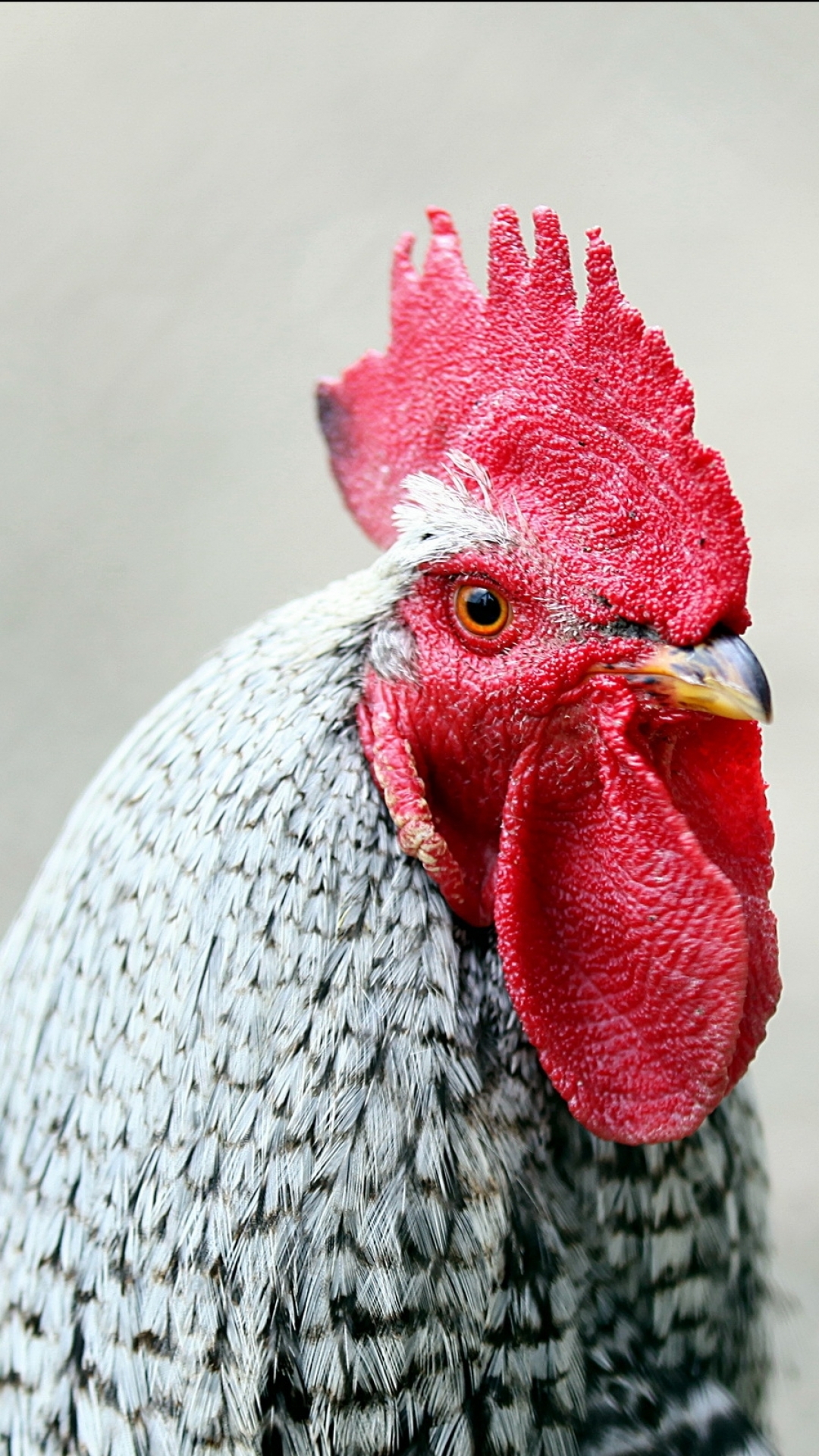 Chicken Phone Wallpapers - Wallpaper Cave