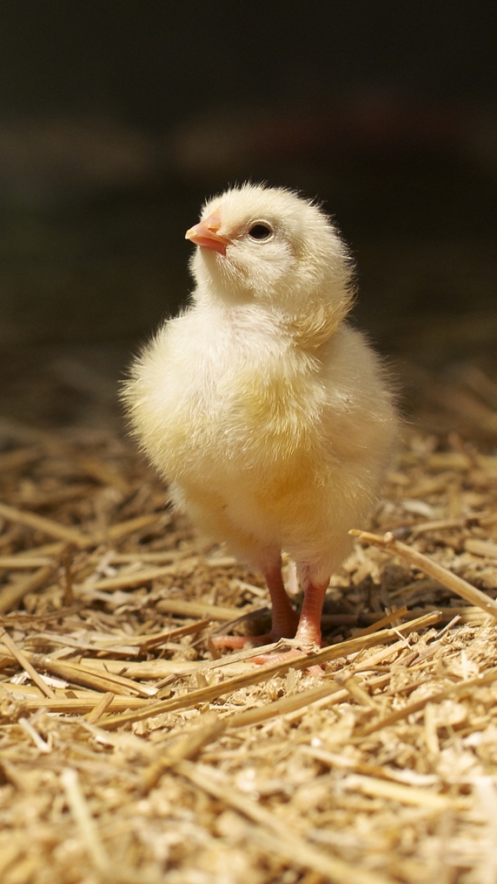 Chicken Phone Wallpapers - Wallpaper Cave