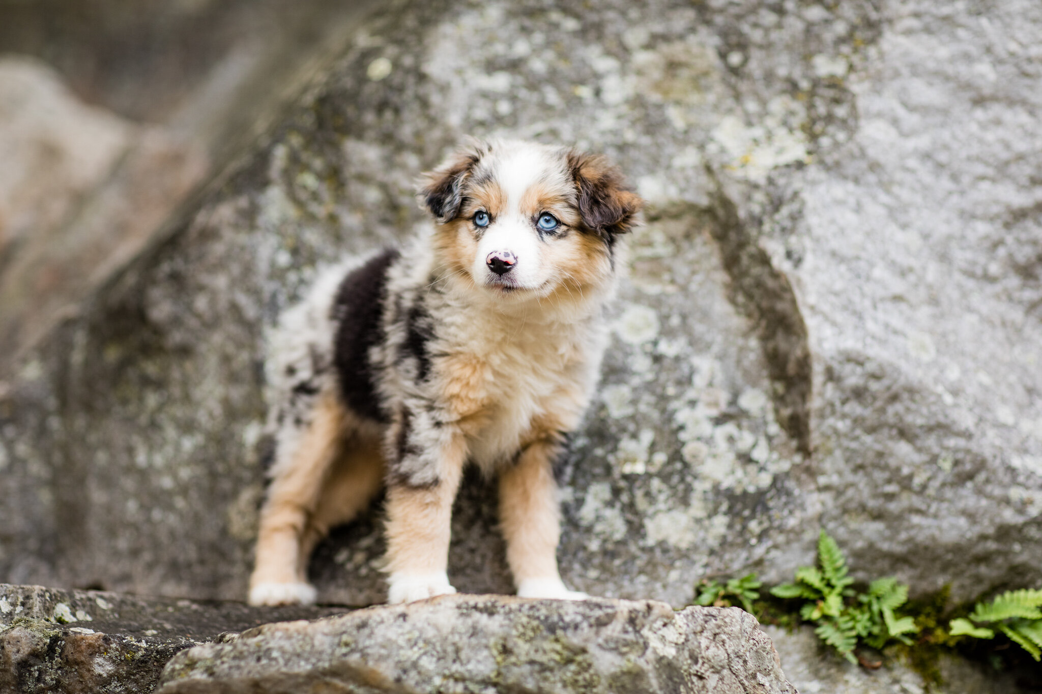 Miniature American Shepherd Wallpapers - Wallpaper Cave