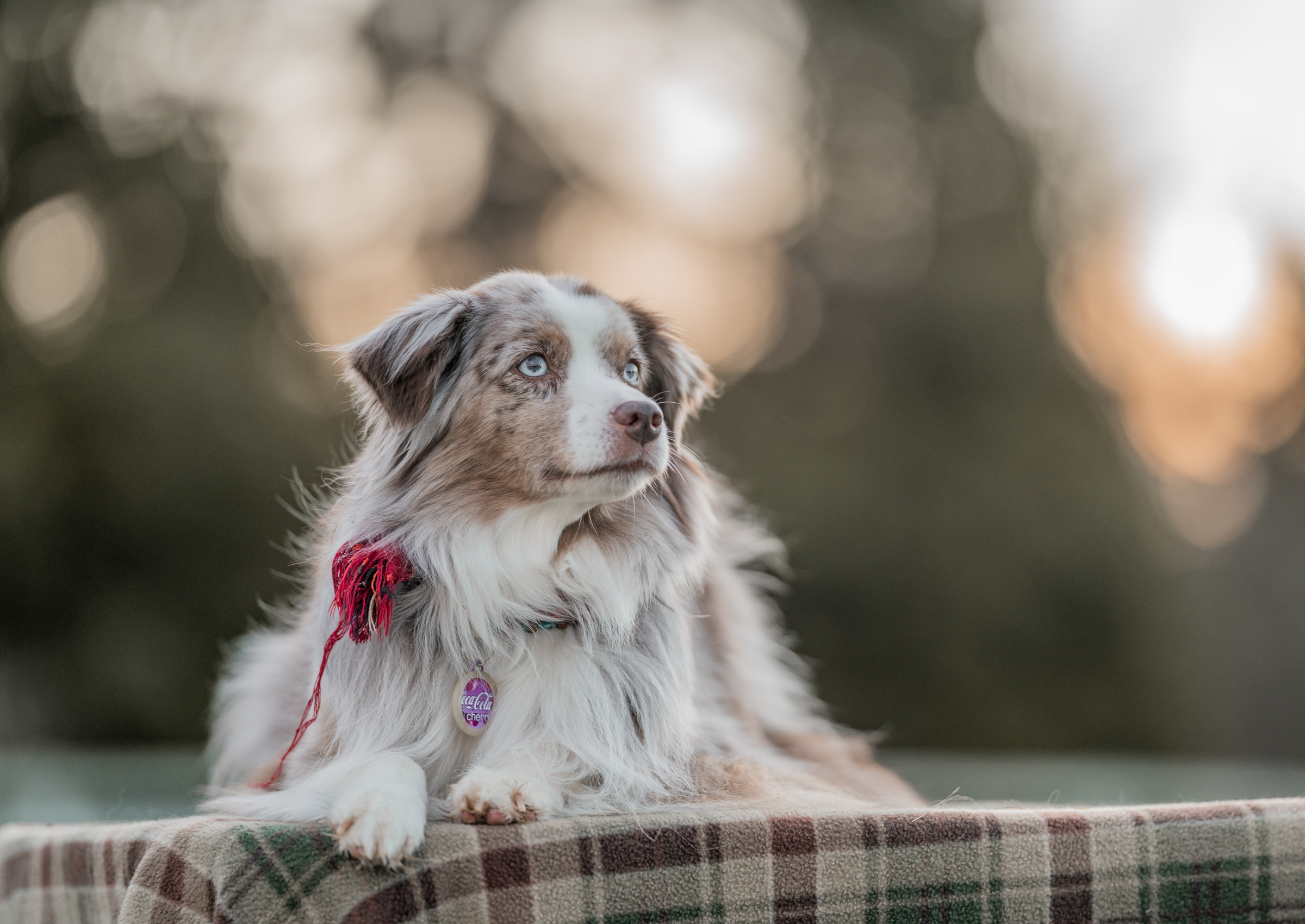Miniature American Shepherd Wallpapers - Wallpaper Cave