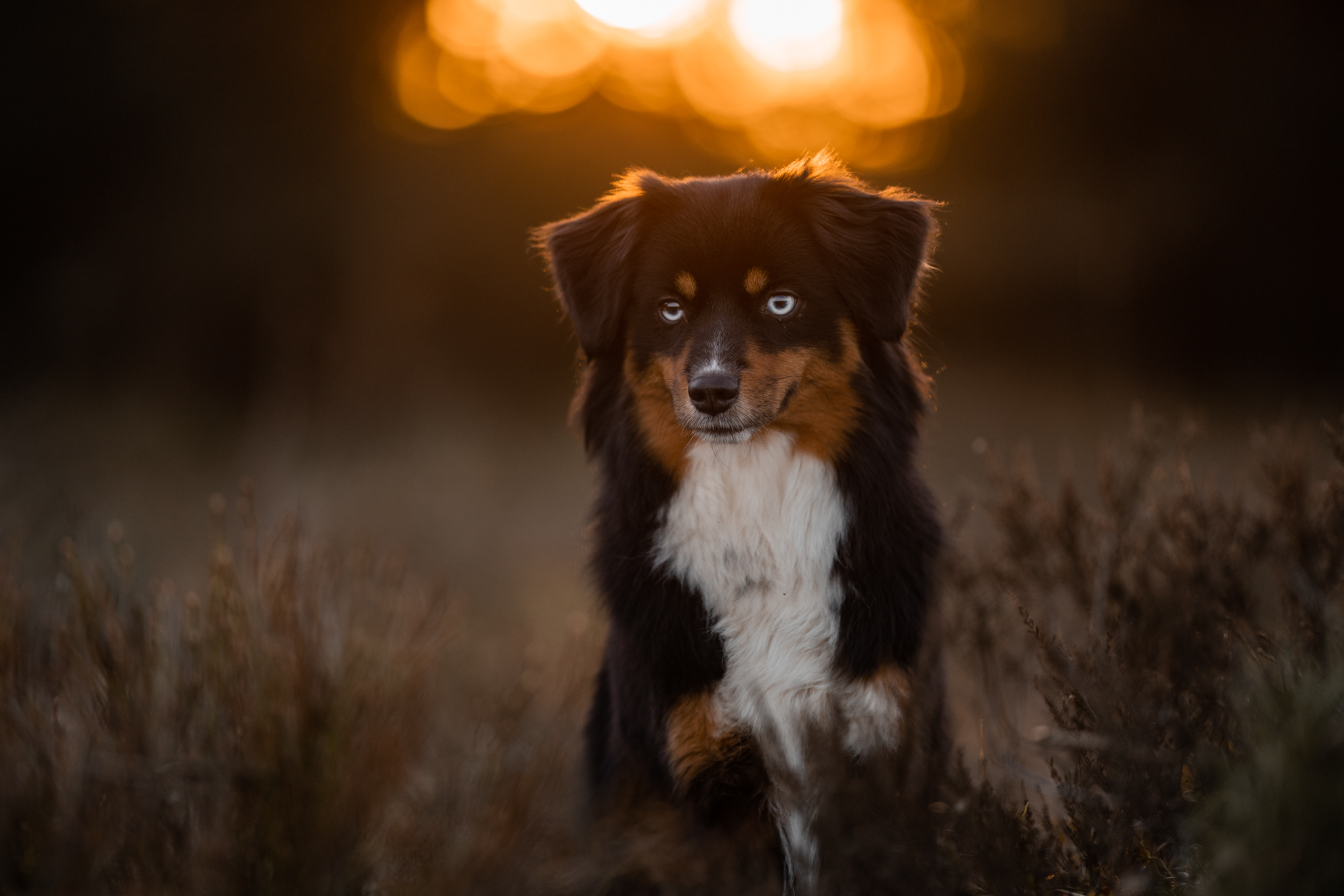 Miniature American Shepherd Wallpapers - Wallpaper Cave