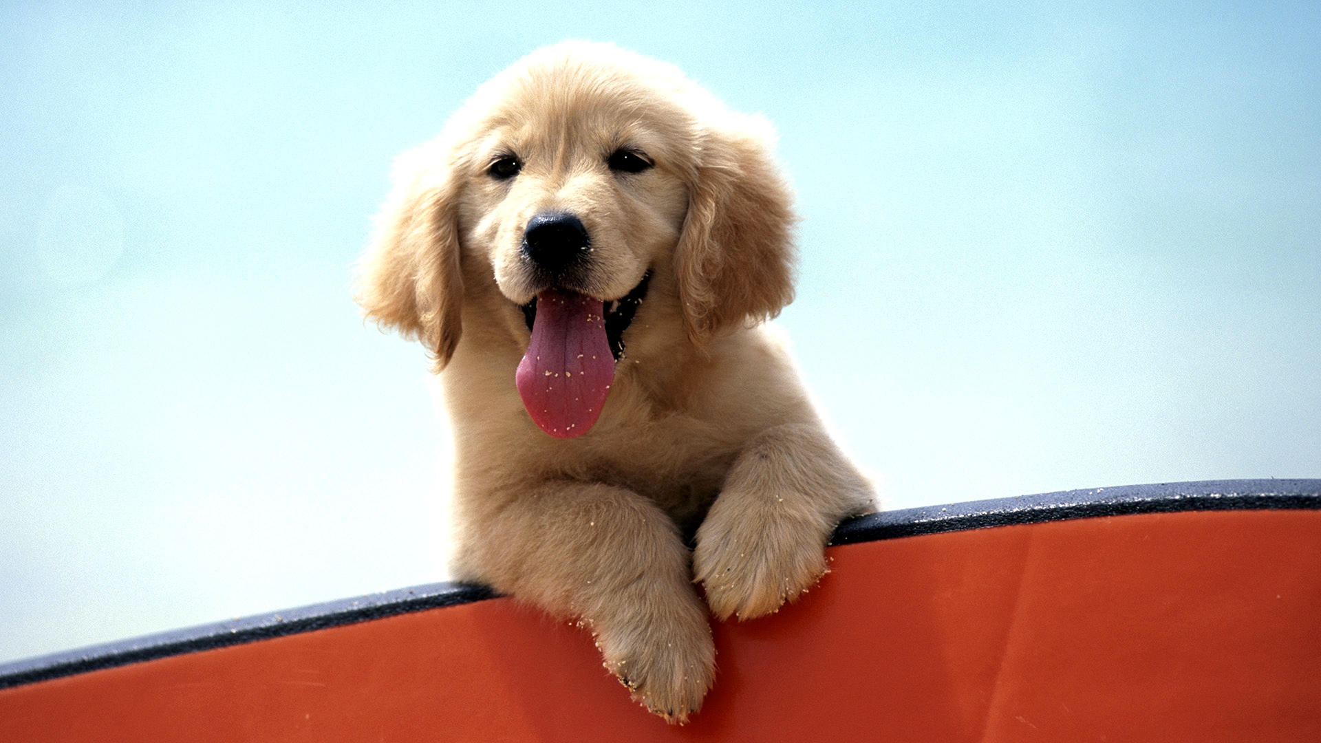 Happy Puppy Wallpapers - Wallpaper Cave