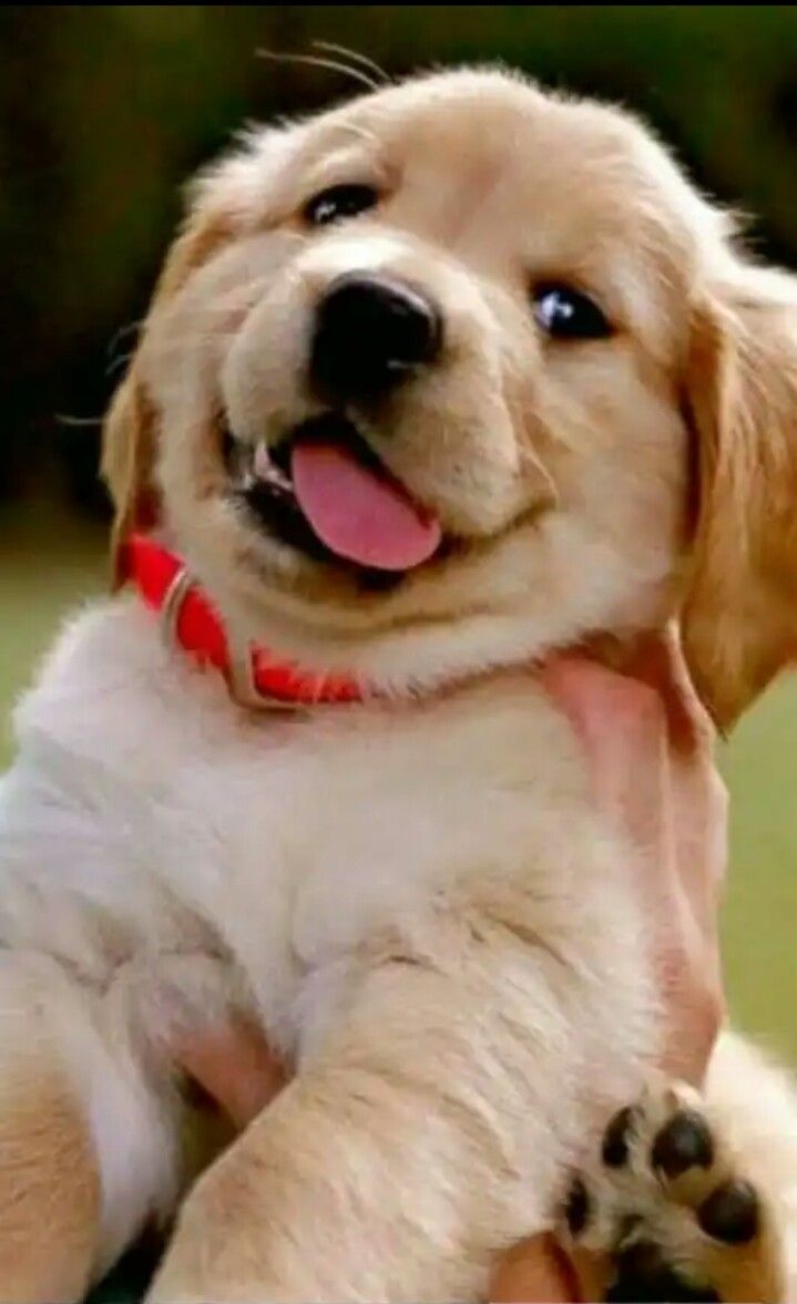 Happy Puppy Wallpapers - Wallpaper Cave