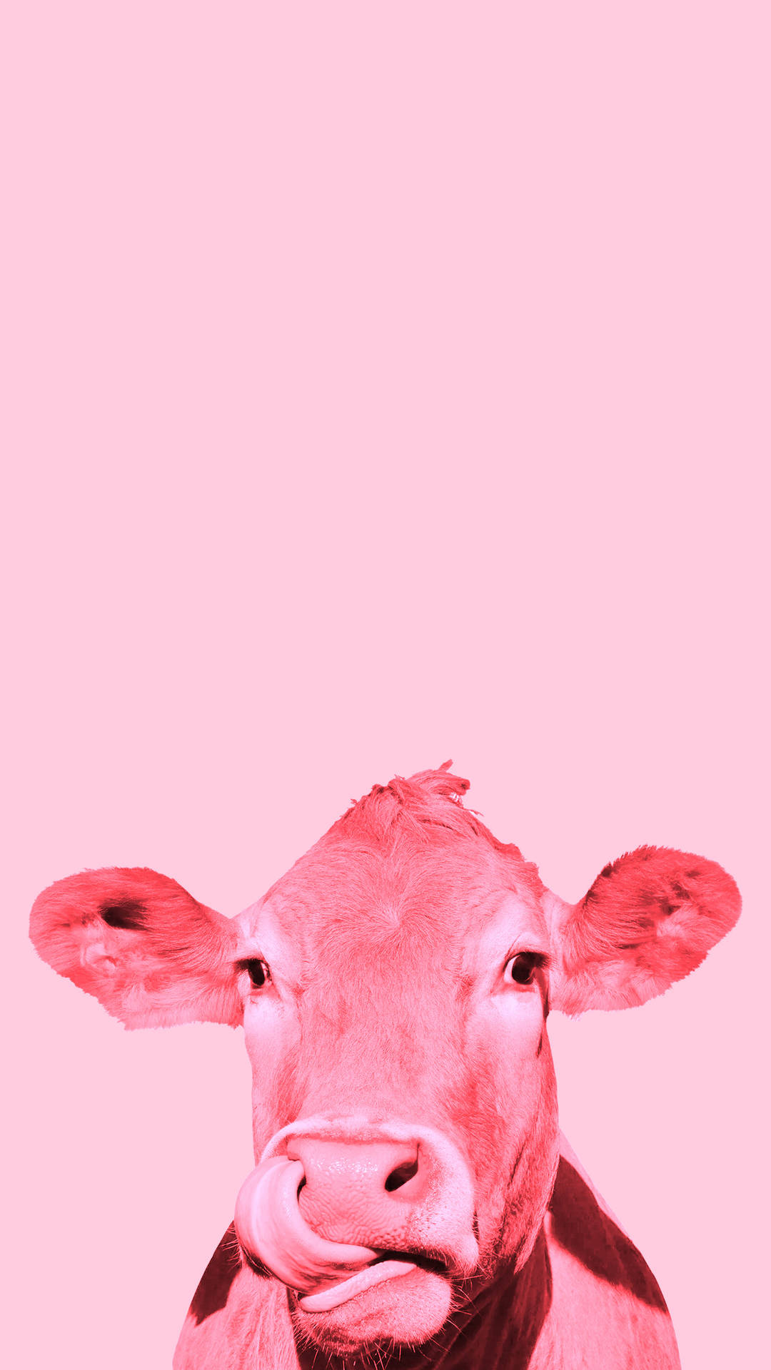 Preppy Cows Wallpapers - Wallpaper Cave