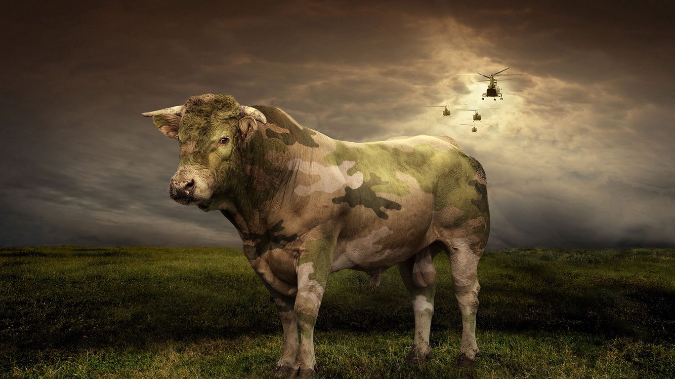 Cow Laptop Wallpapers - Wallpaper Cave