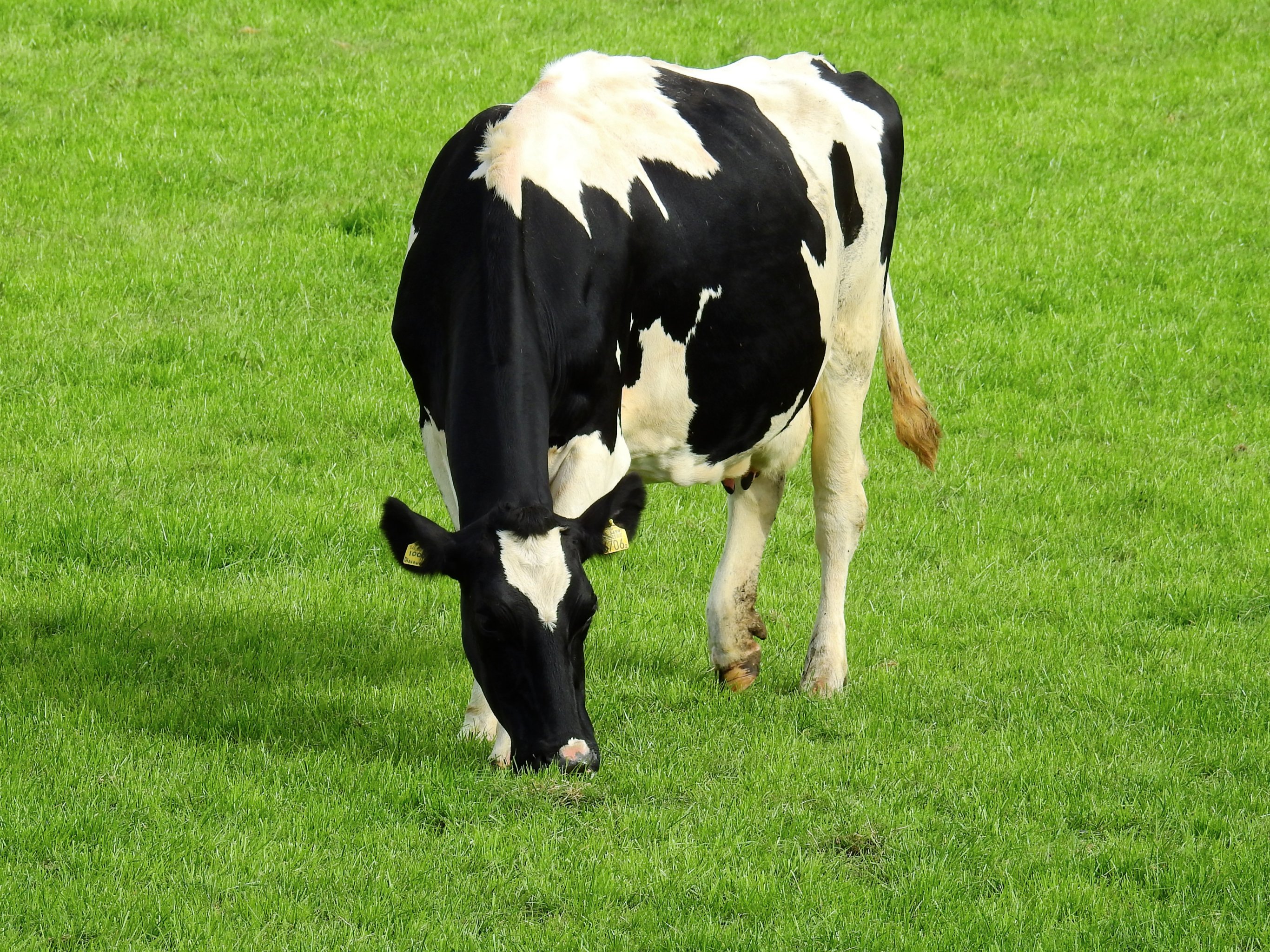 Cow Laptop Wallpapers - Wallpaper Cave