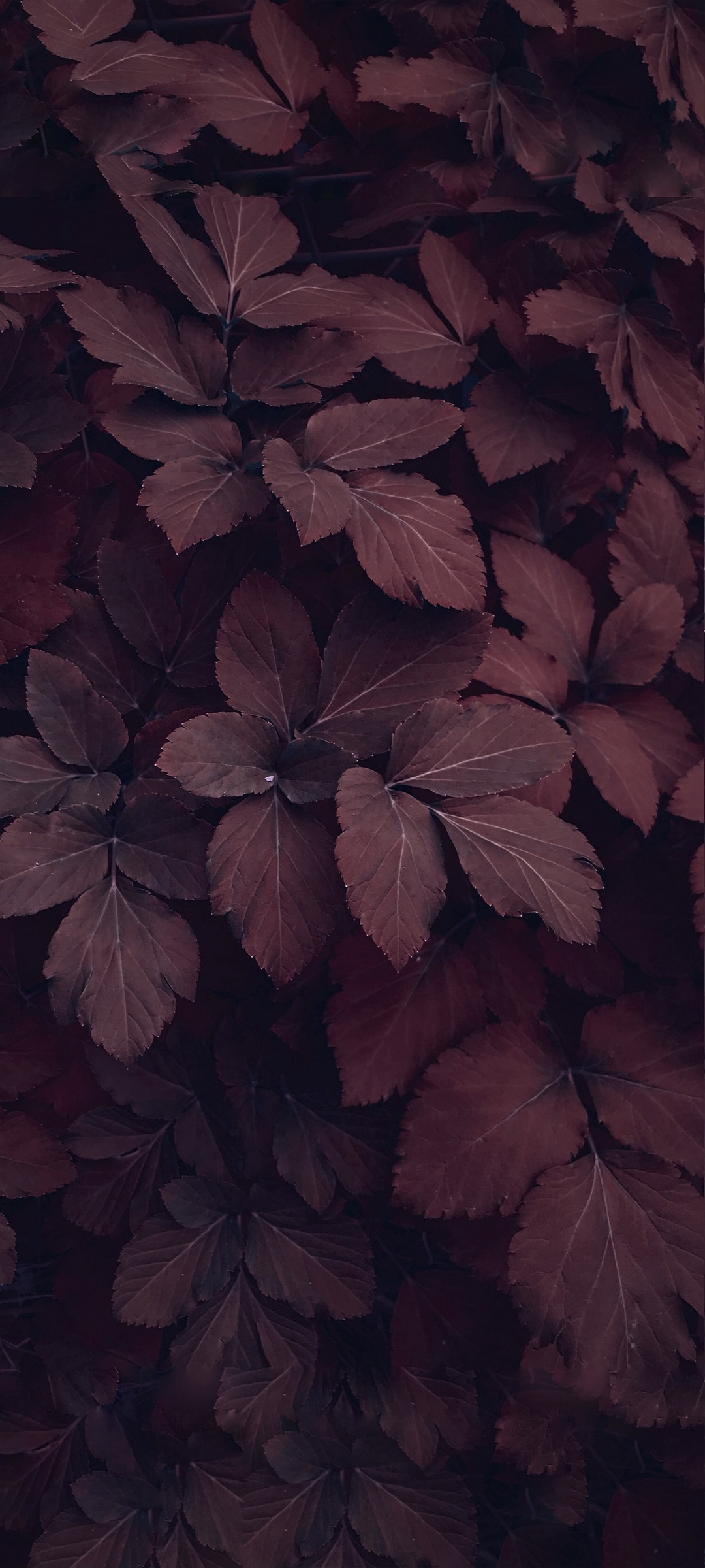 Burgundy Aesthetic Wallpapers - Wallpaper Cave