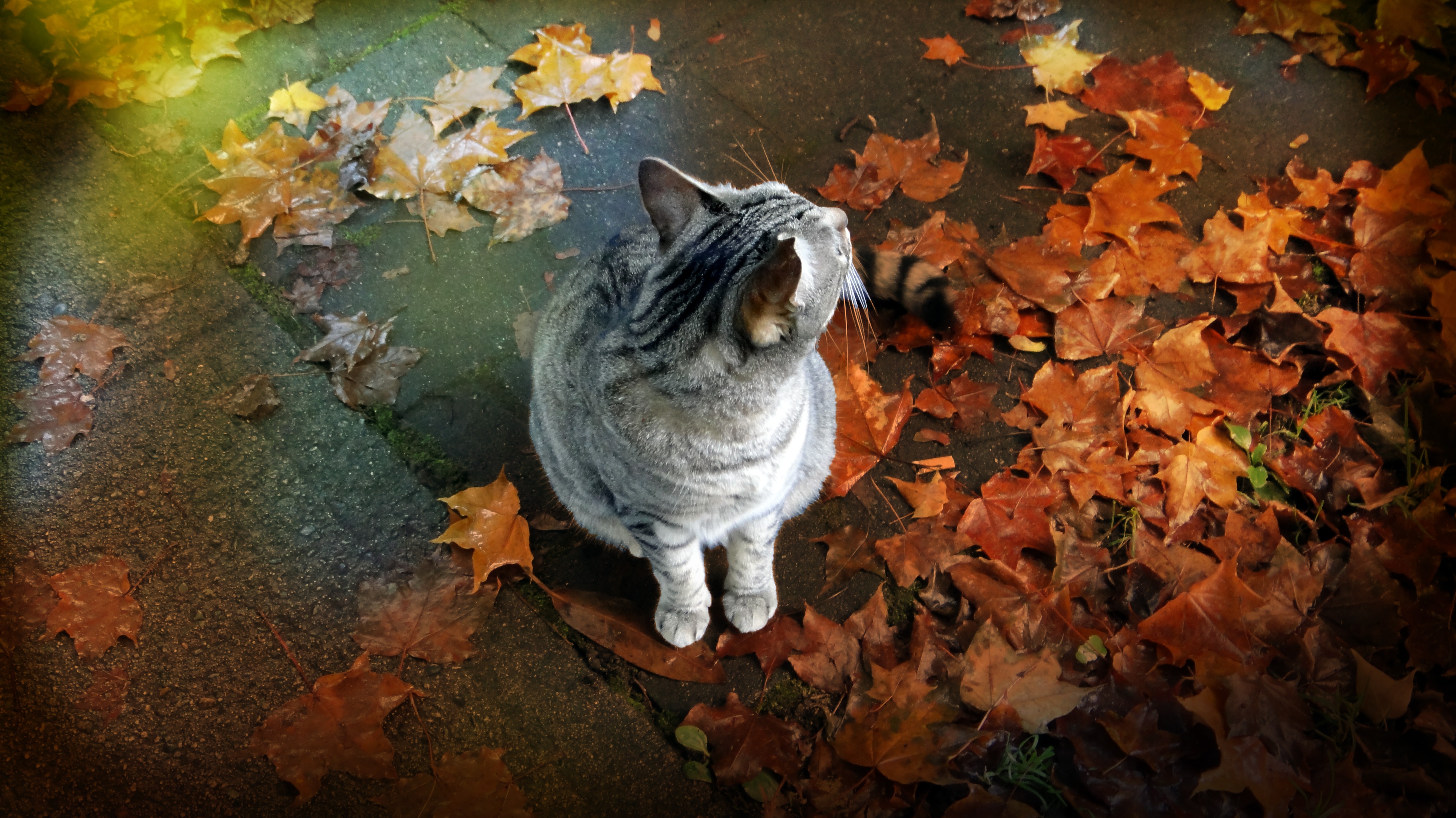 Cute Autumn Cat Wallpapers - Wallpaper Cave