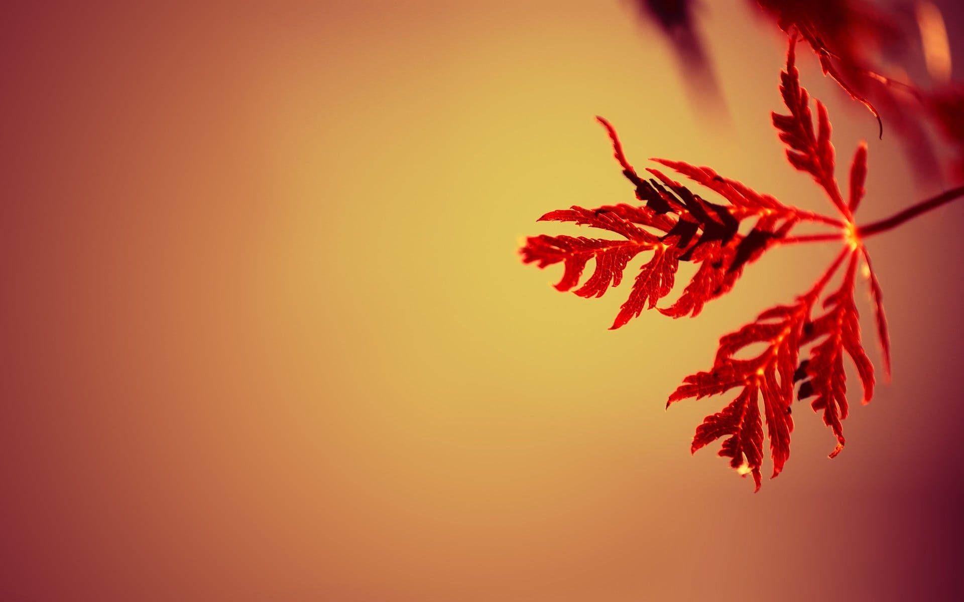 Autumn Leaves Simple Wallpapers - Wallpaper Cave
