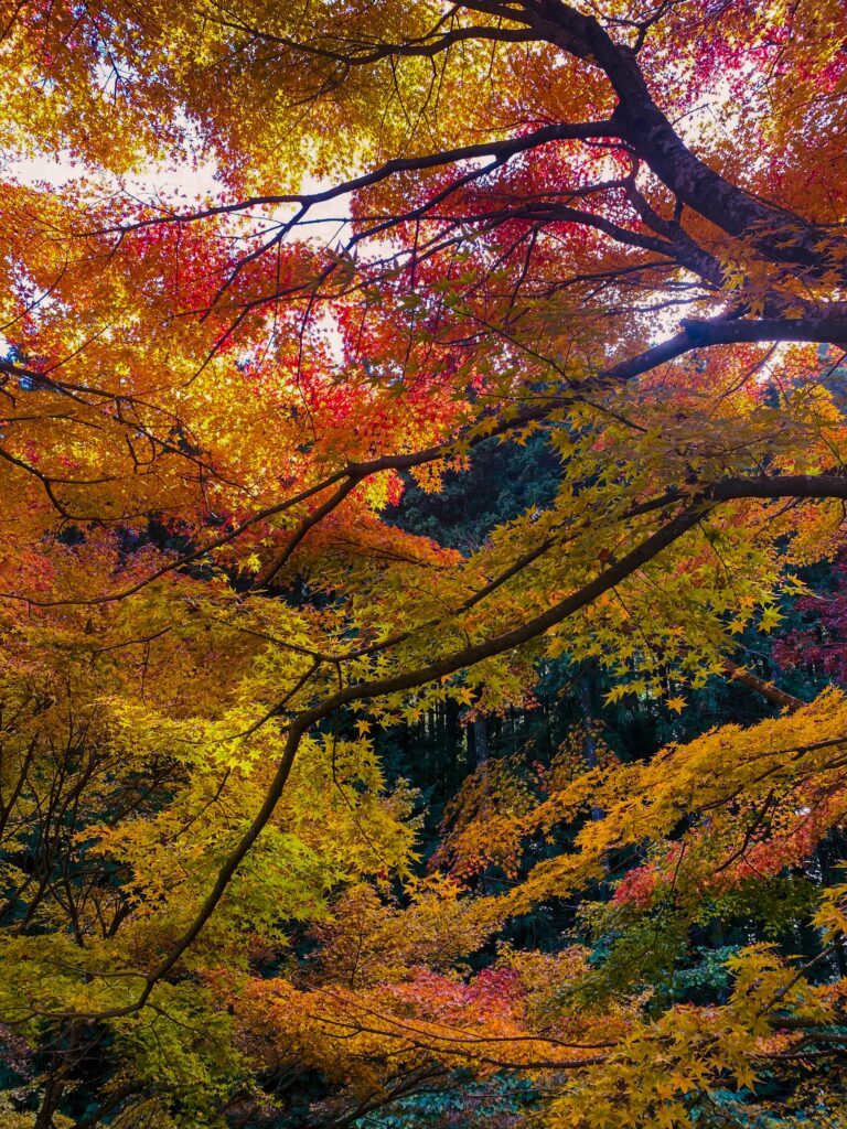 Autumn Japan Vertical Wallpapers - Wallpaper Cave
