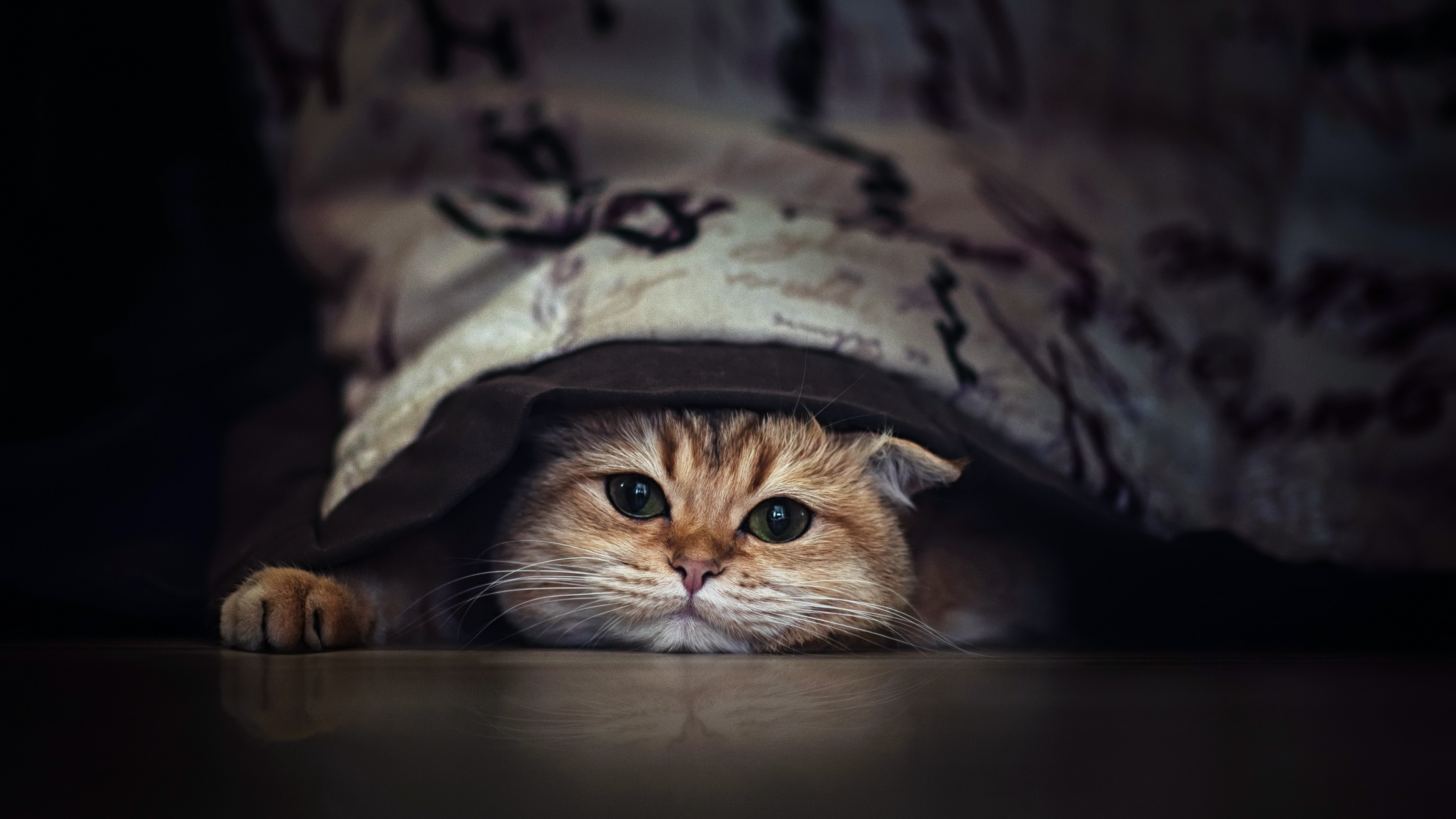 Cat PC 4k Wallpapers - Wallpaper Cave