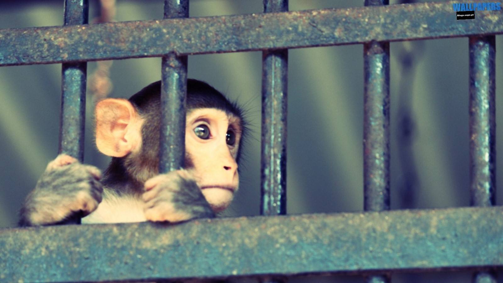 Sad Monkey Wallpapers - Wallpaper Cave