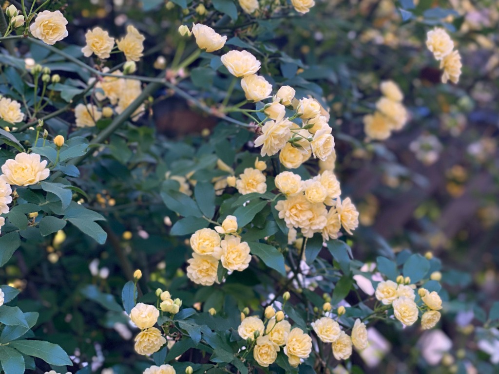 Lady Banks Wallpapers - Wallpaper Cave