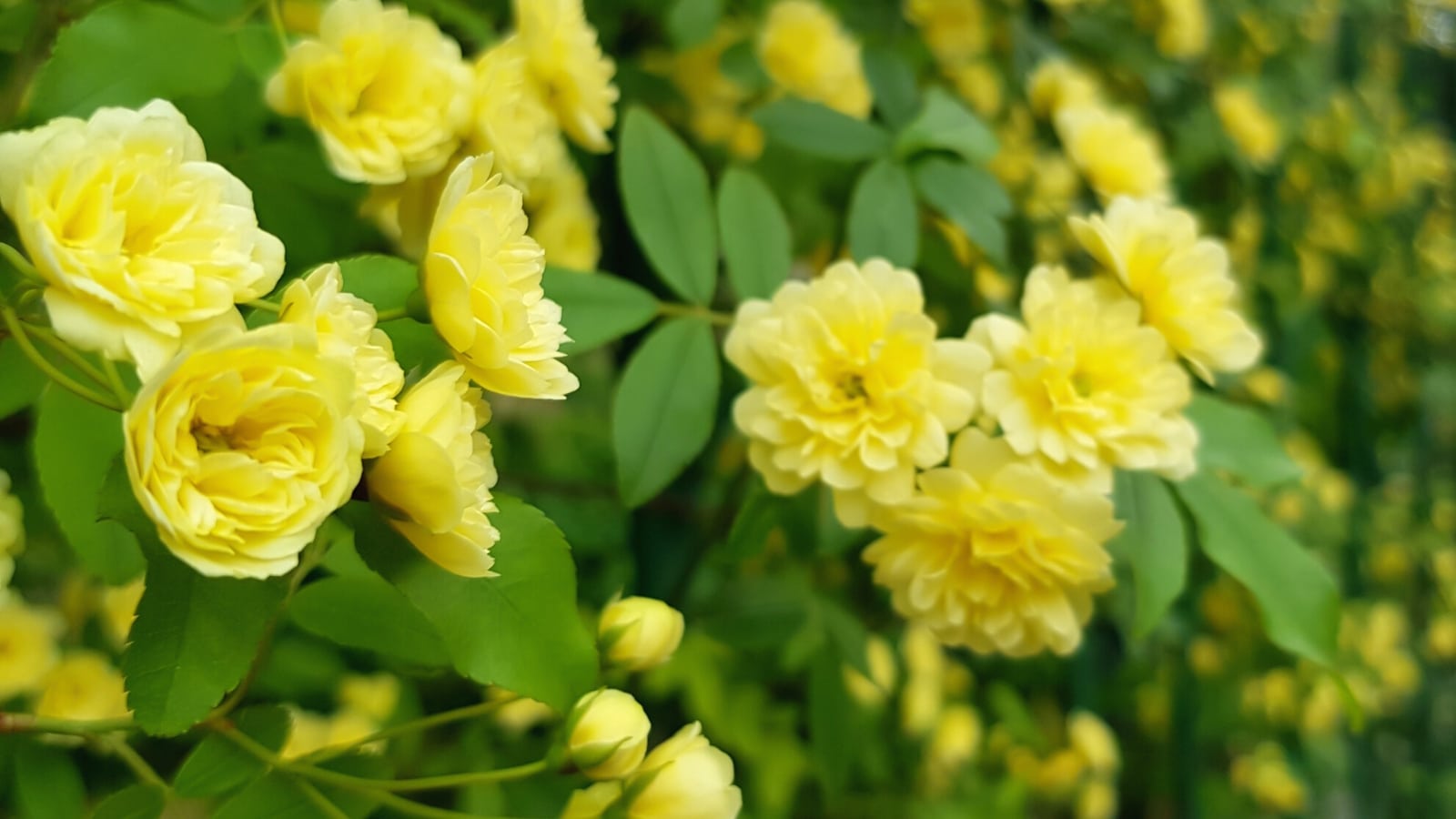 Lady Banks Wallpapers - Wallpaper Cave