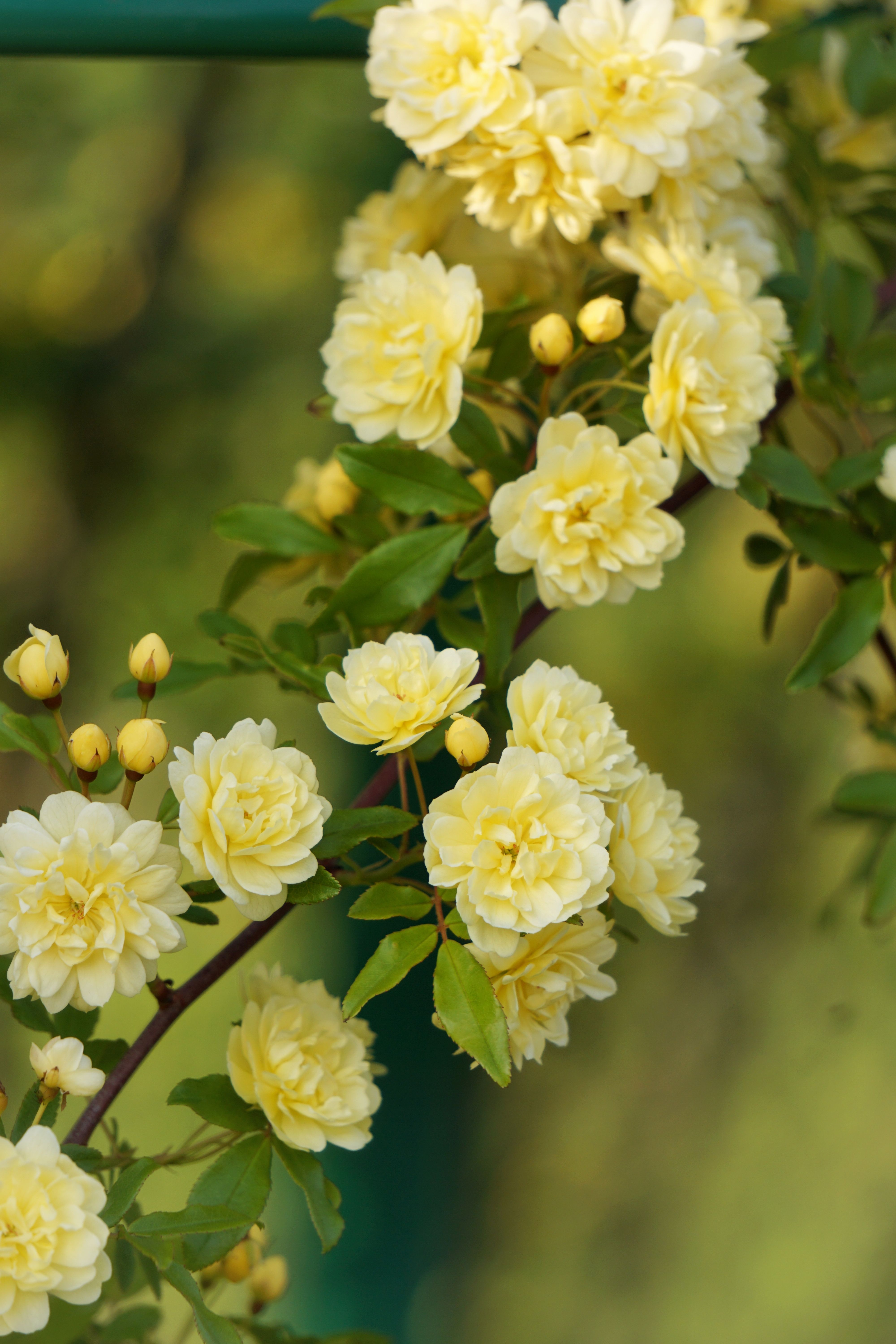 Lady Banks Wallpapers - Wallpaper Cave