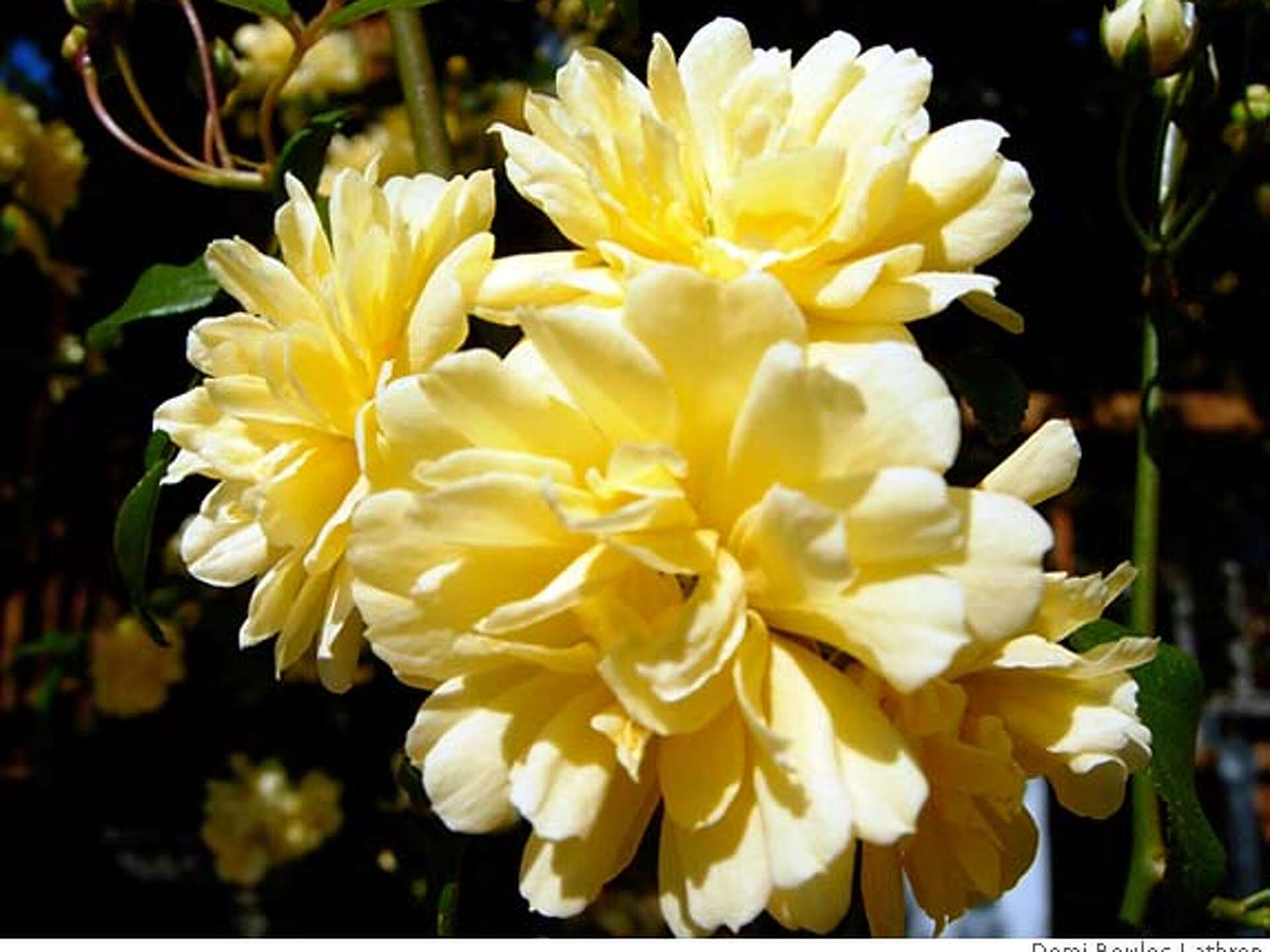 Lady Banks Wallpapers - Wallpaper Cave