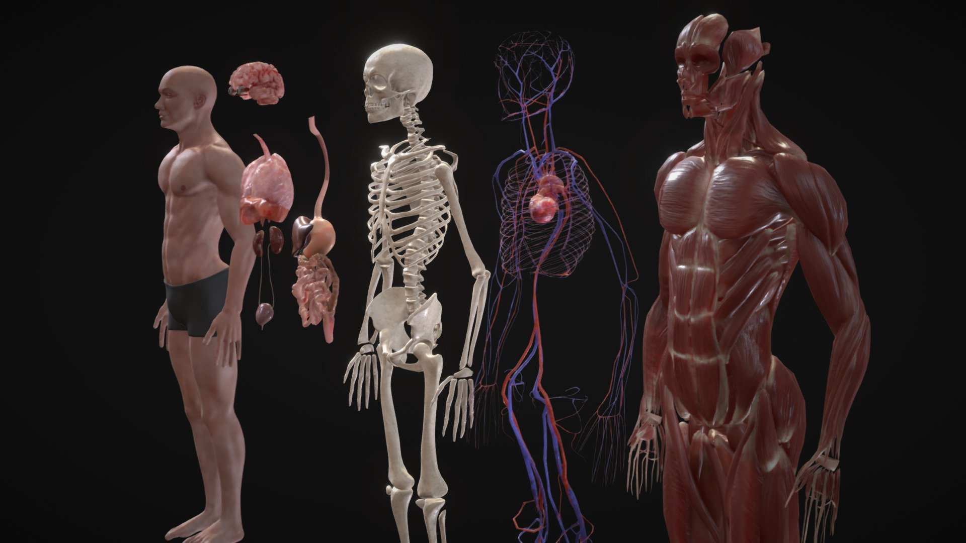 Anatomy 3D Wallpapers - Wallpaper Cave