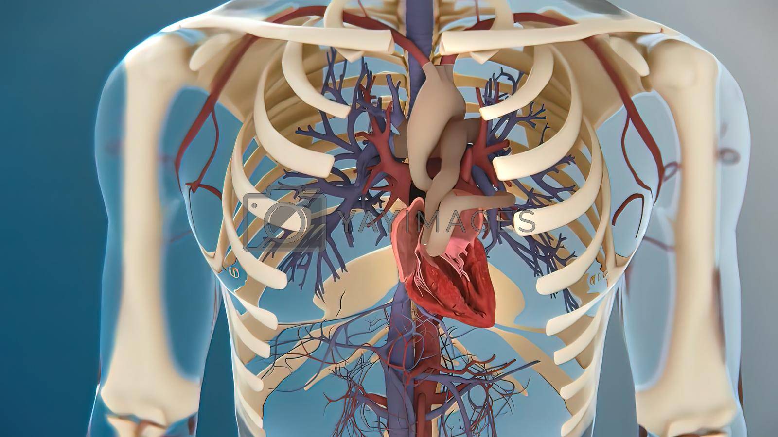 Anatomy 3D Wallpapers - Wallpaper Cave