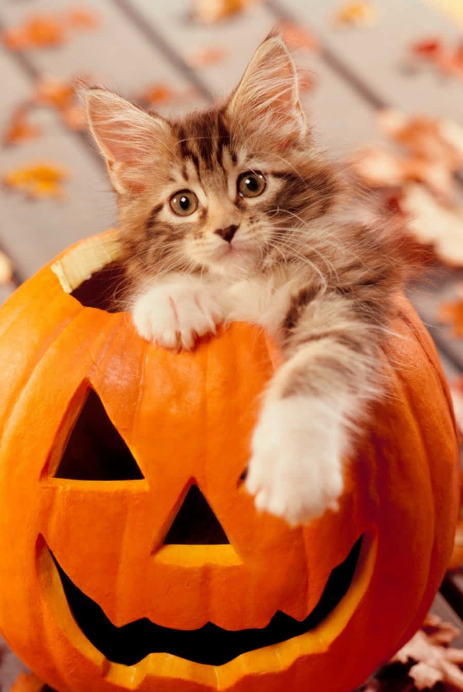 Cute Spooky Cat Wallpapers - Wallpaper Cave