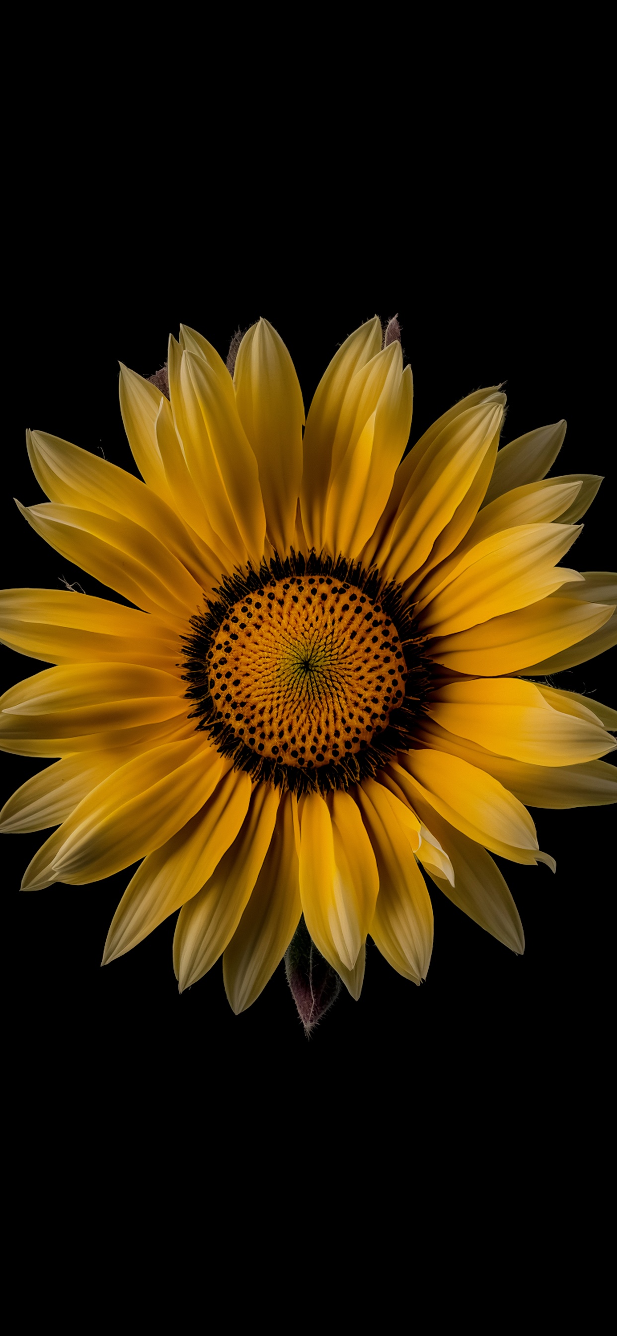 Sunflower 4k iPhone Wallpapers - Wallpaper Cave