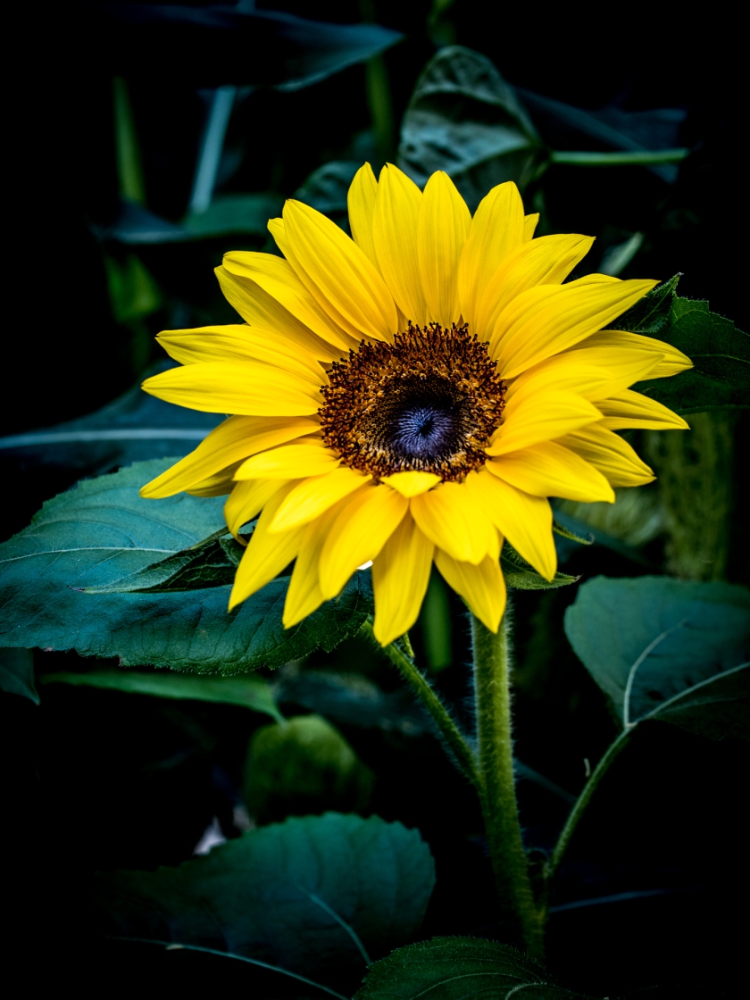 Sunflower 4k iPhone Wallpapers - Wallpaper Cave
