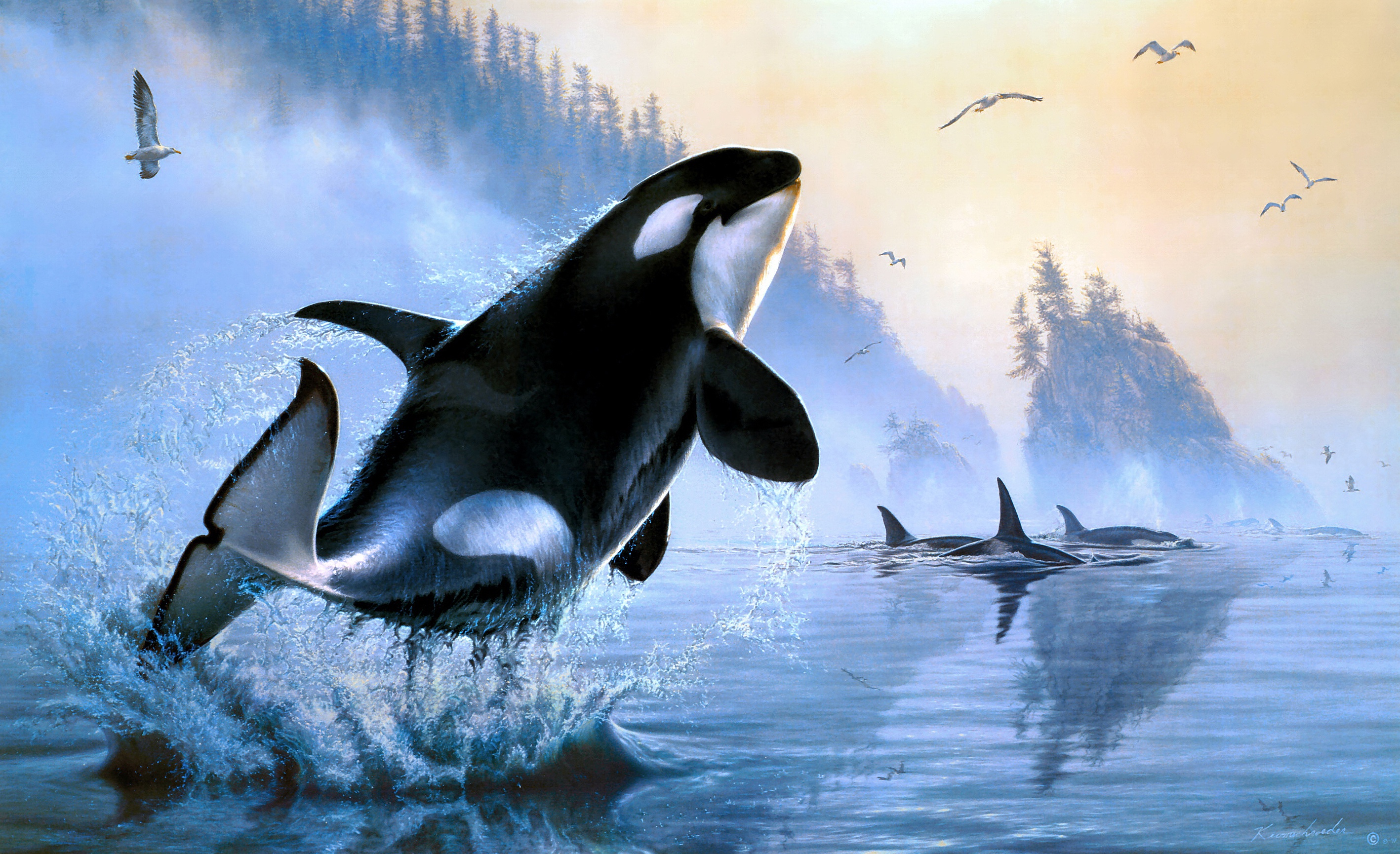 Desktop Orcas Wallpapers - Wallpaper Cave