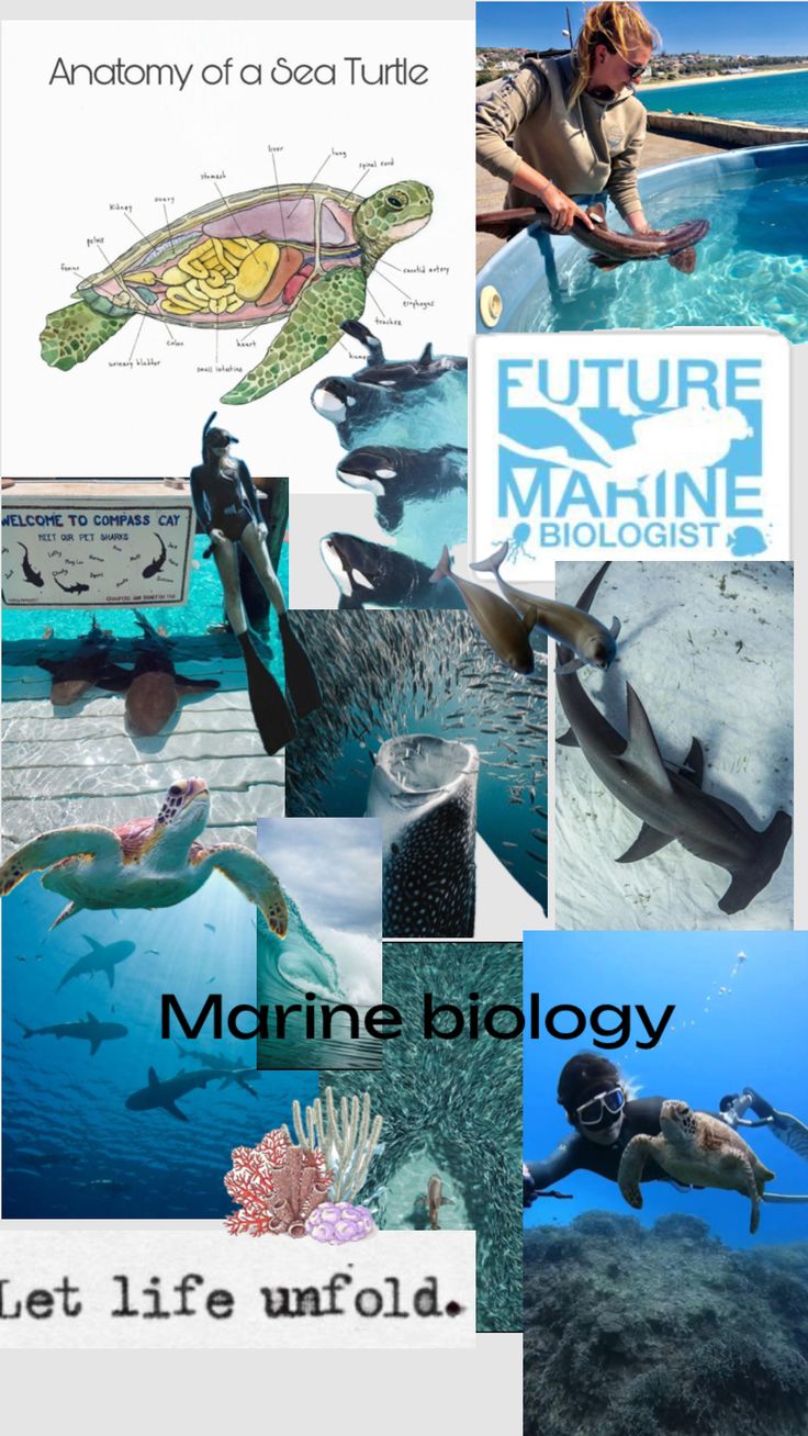 Marine Biologist Wallpapers - Wallpaper Cave