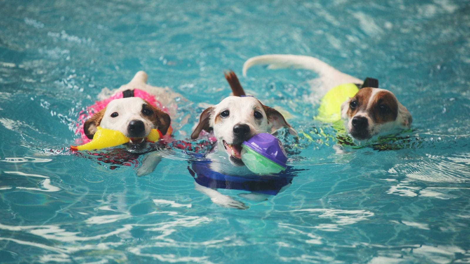 Swimming Dog Wallpapers - Wallpaper Cave