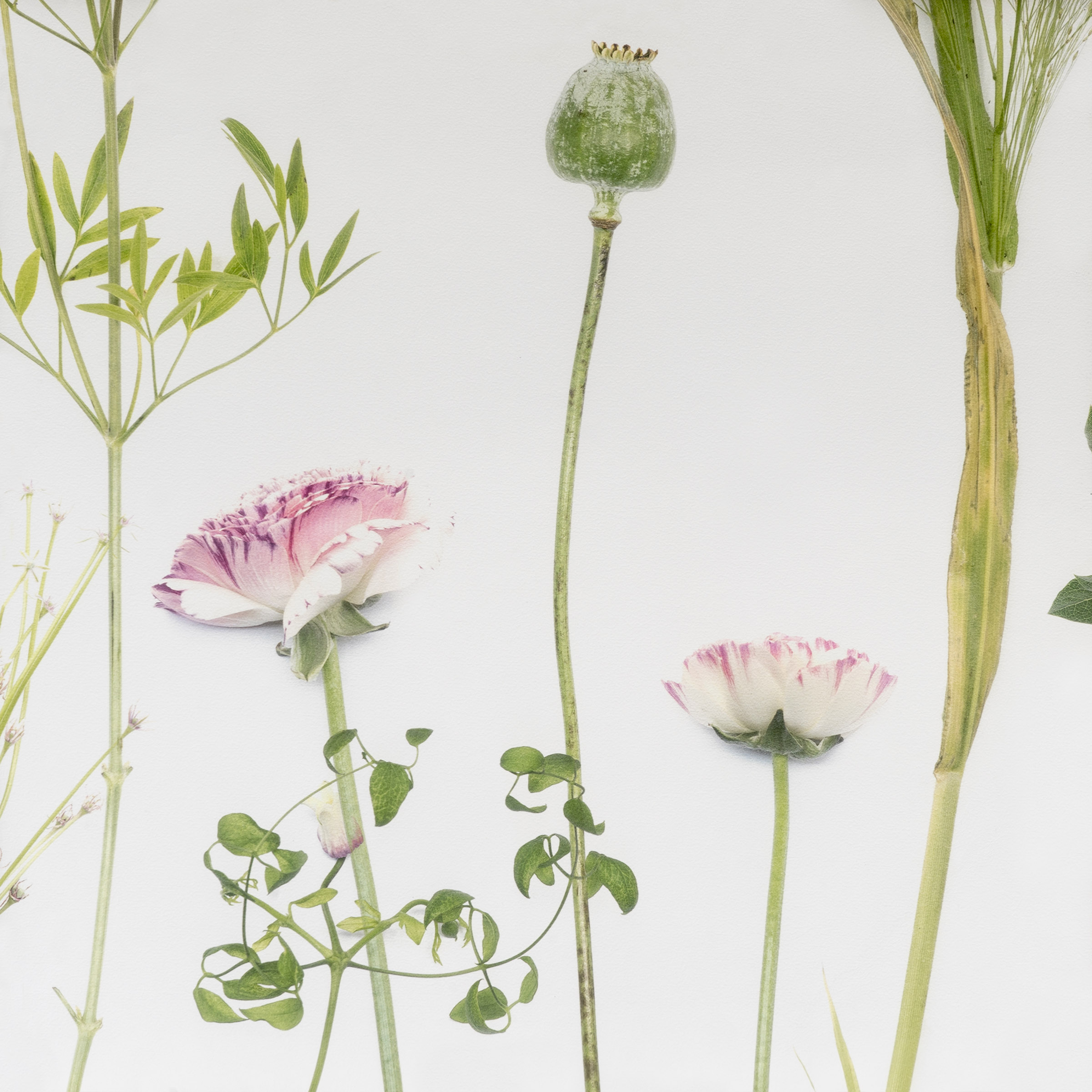 Wildflower Stems Wallpapers - Wallpaper Cave