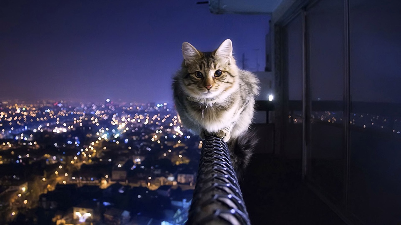 Cats Night Time Wallpapers - Wallpaper Cave