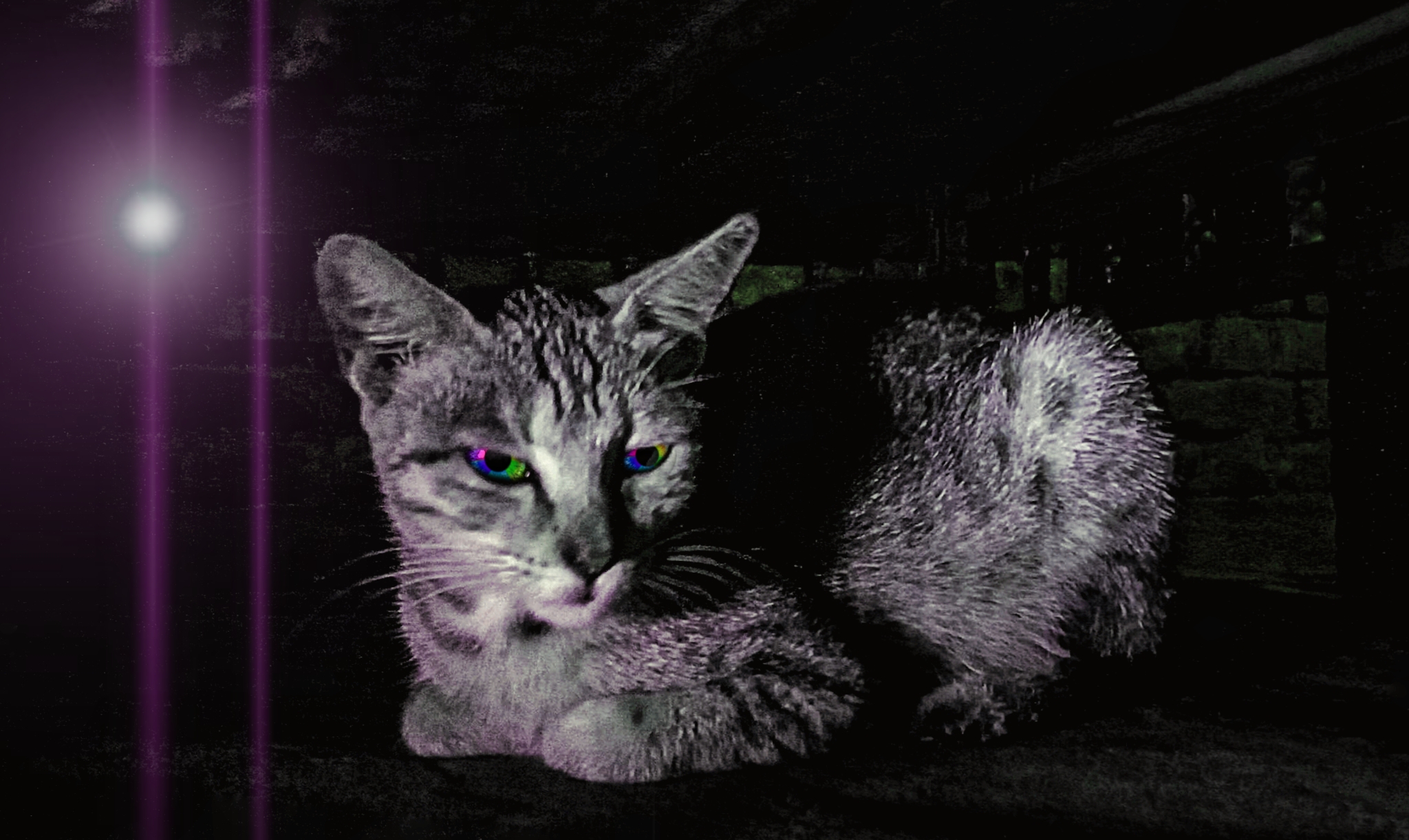 Cats Night Time Wallpapers - Wallpaper Cave