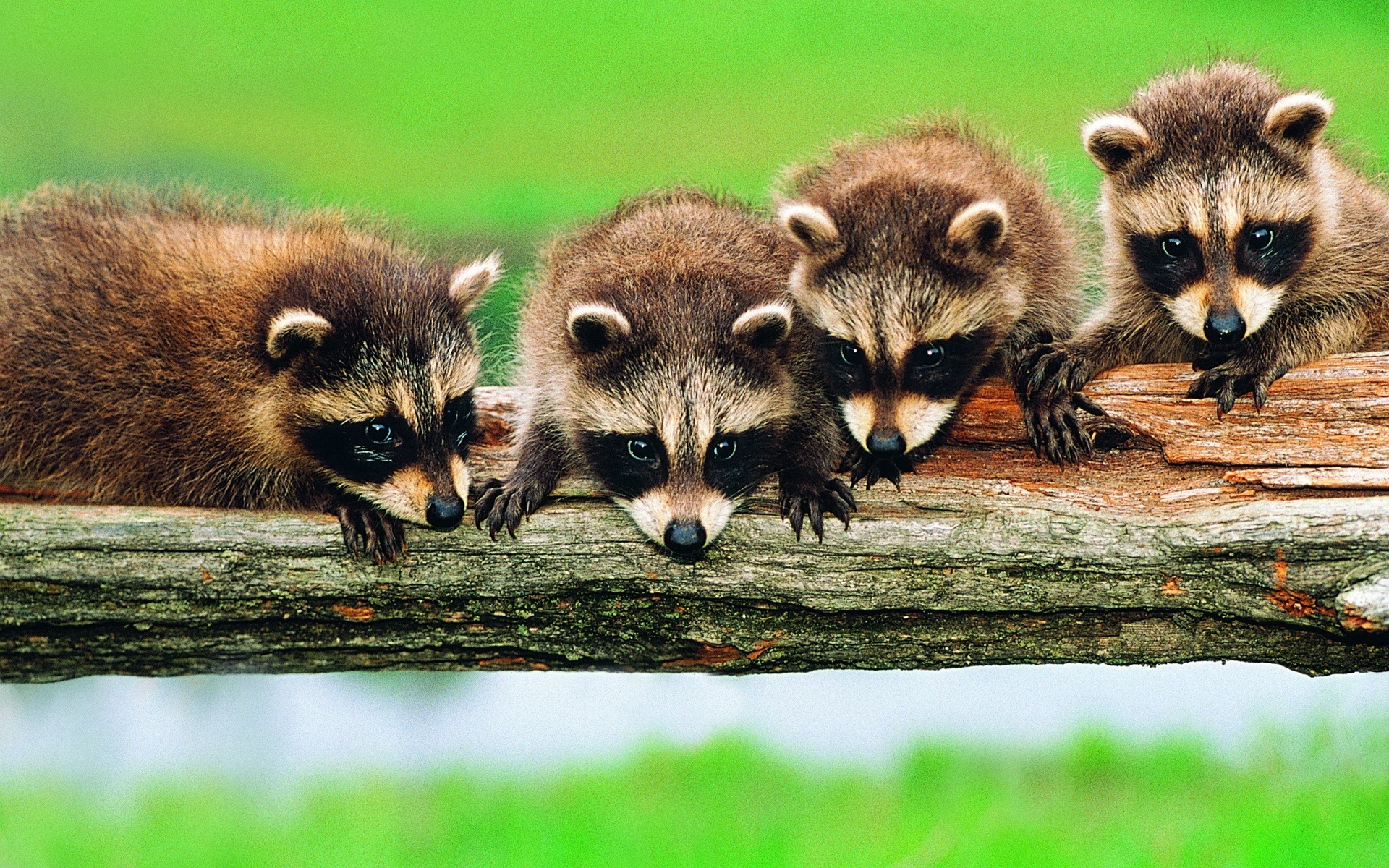 Baby Raccoon Wallpapers - Wallpaper Cave