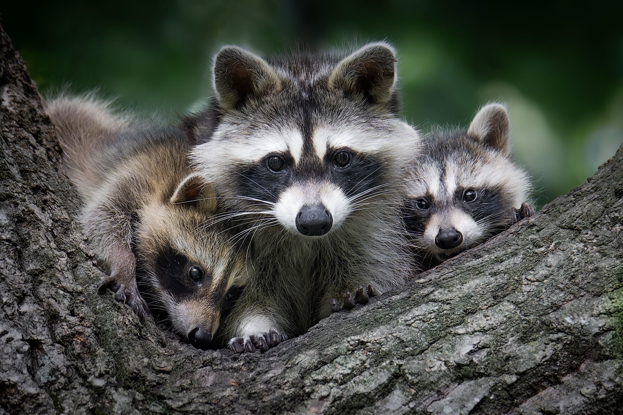 Baby Raccoon Wallpapers - Wallpaper Cave