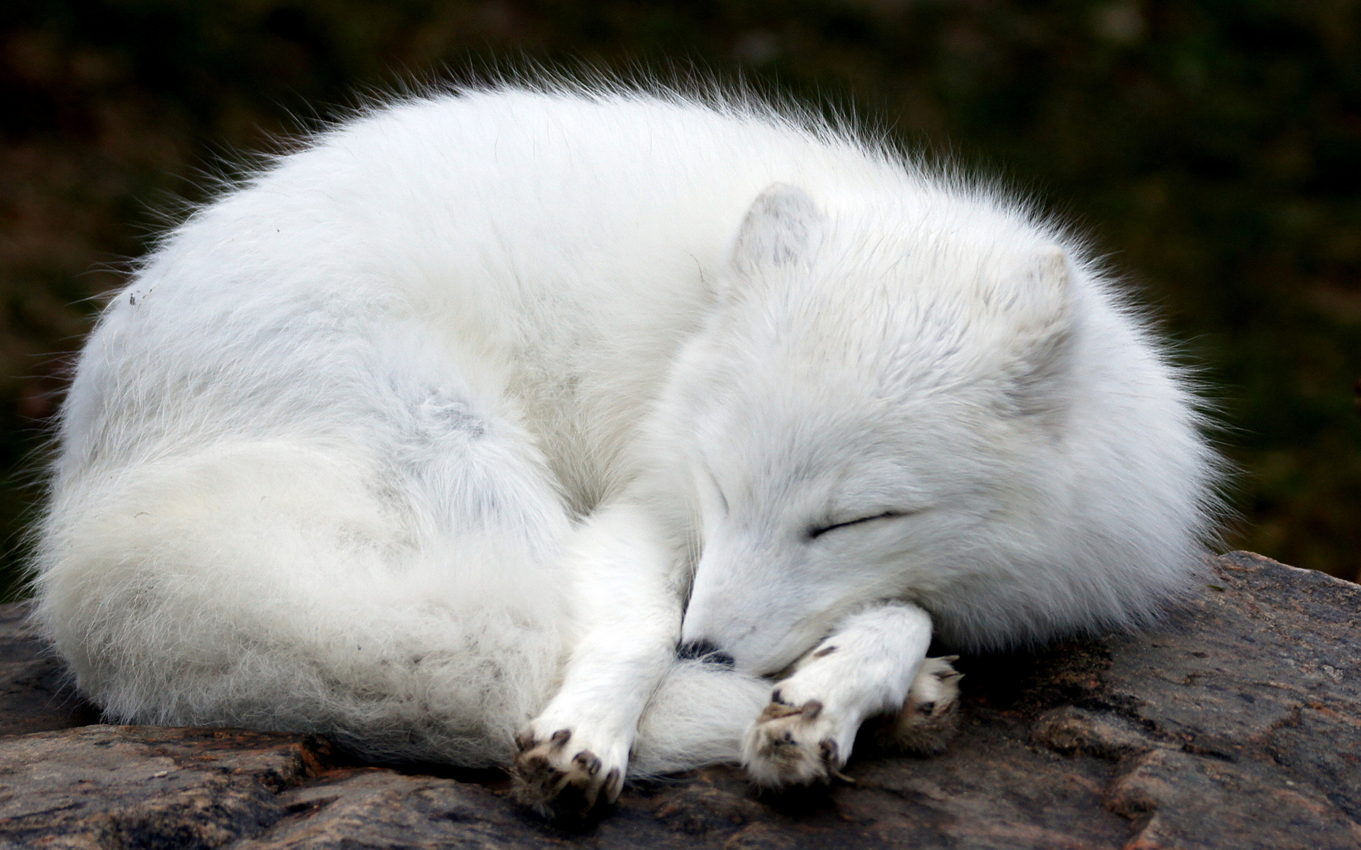 Cute Arctic Fox Wallpapers - Wallpaper Cave