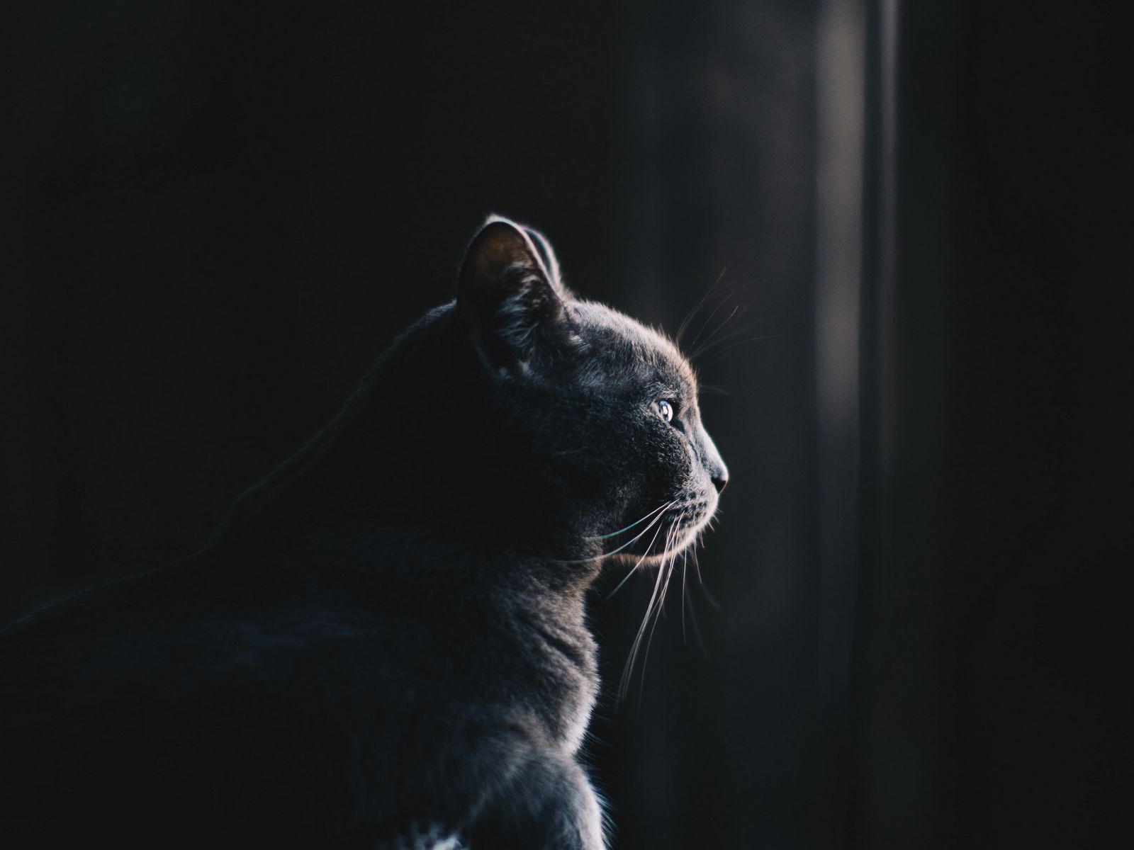 Alone Cat Wallpapers - Wallpaper Cave