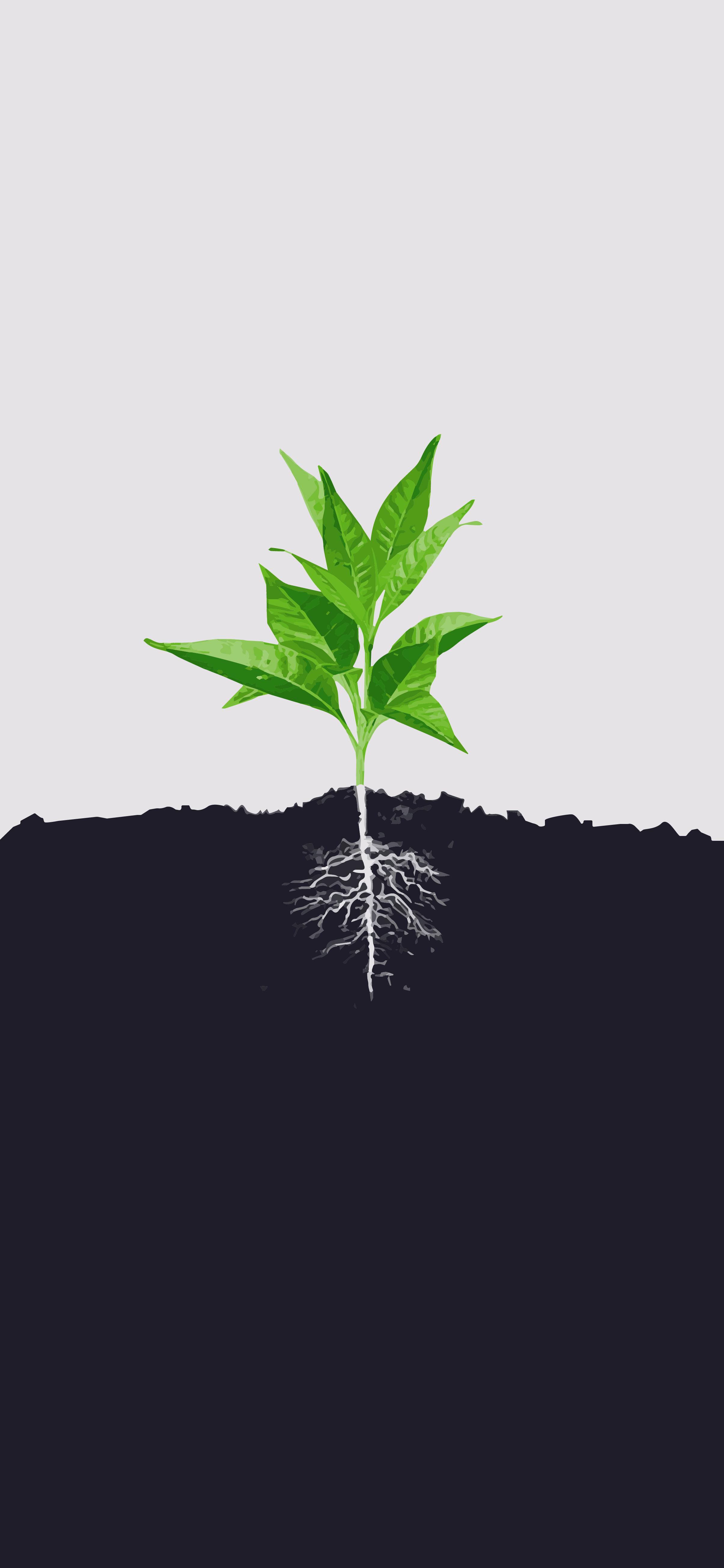 Root 4k Wallpapers - Wallpaper Cave