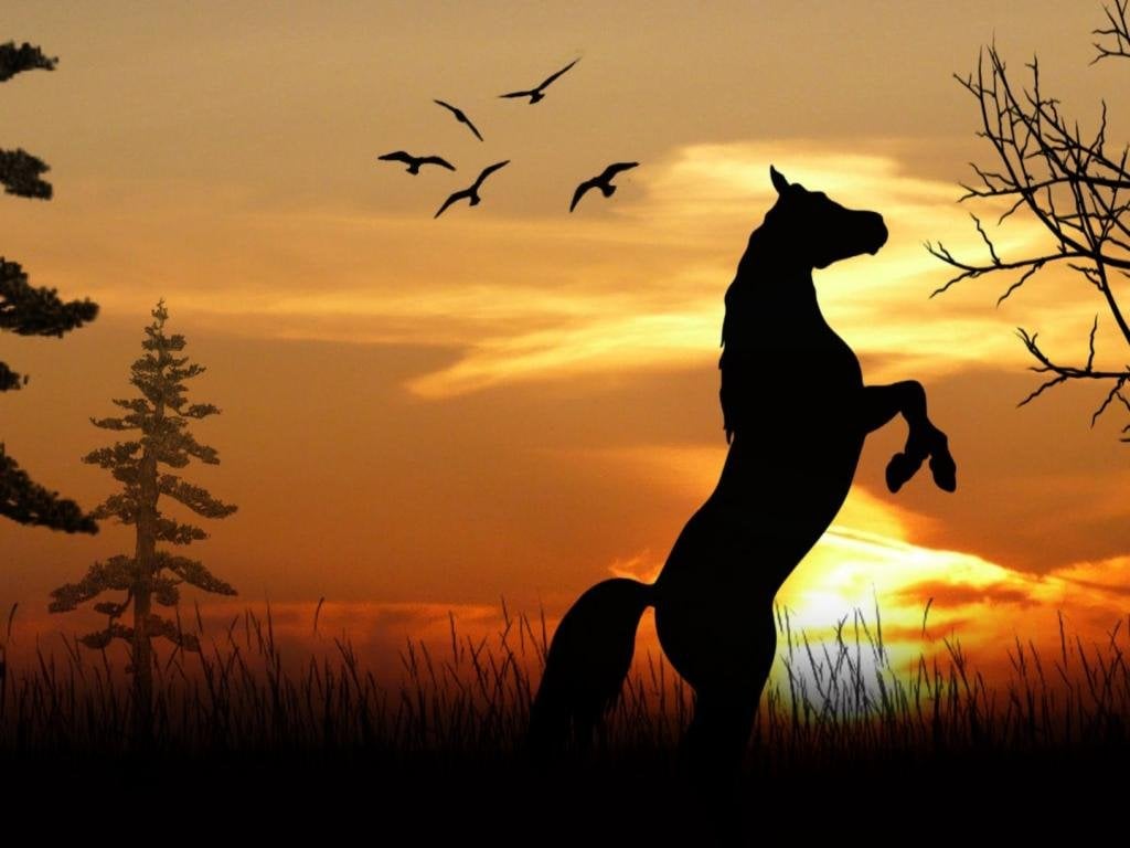 Sunset Horses Wallpapers - Wallpaper Cave