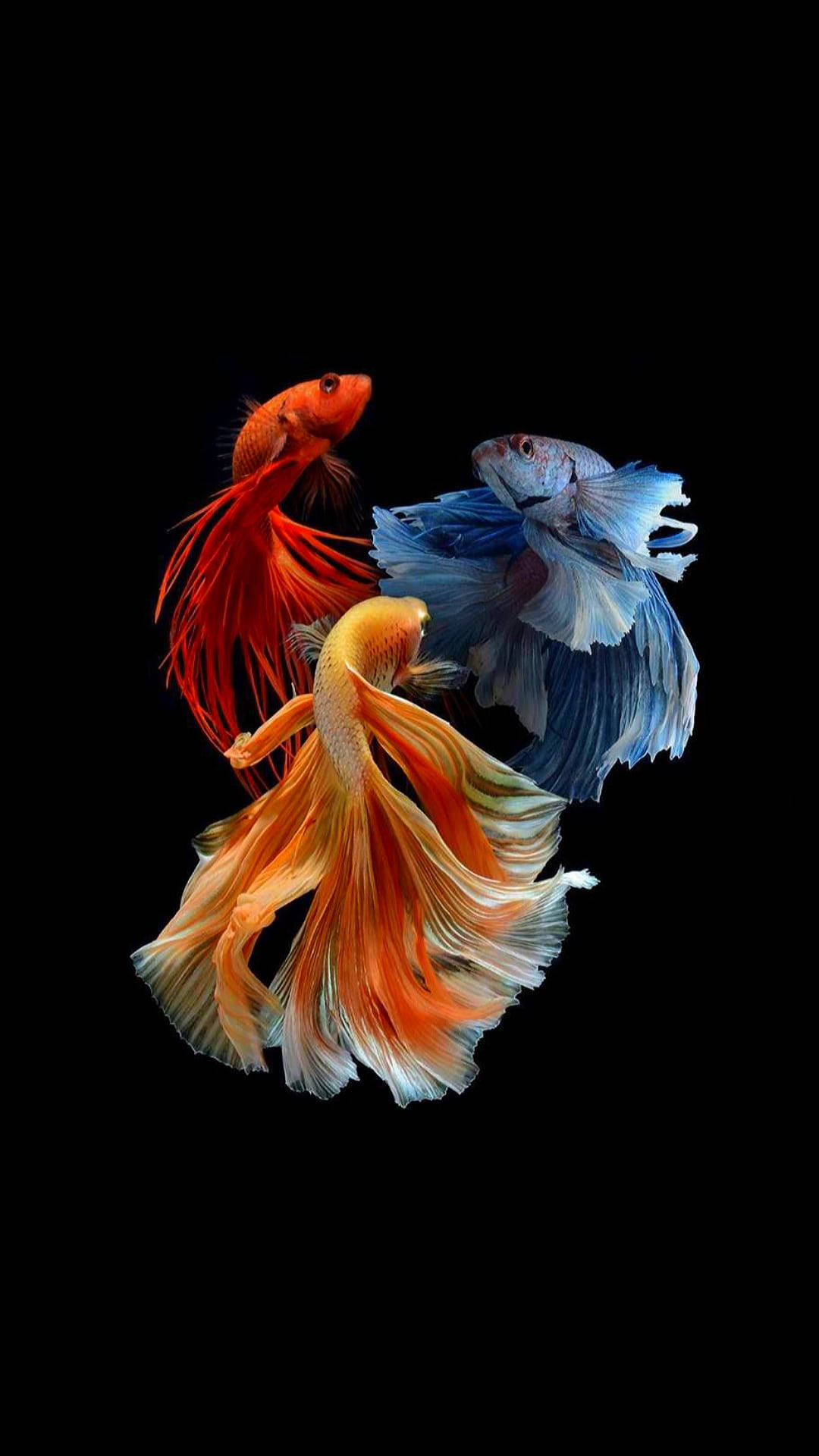 Pretty Fish Wallpapers - Wallpaper Cave